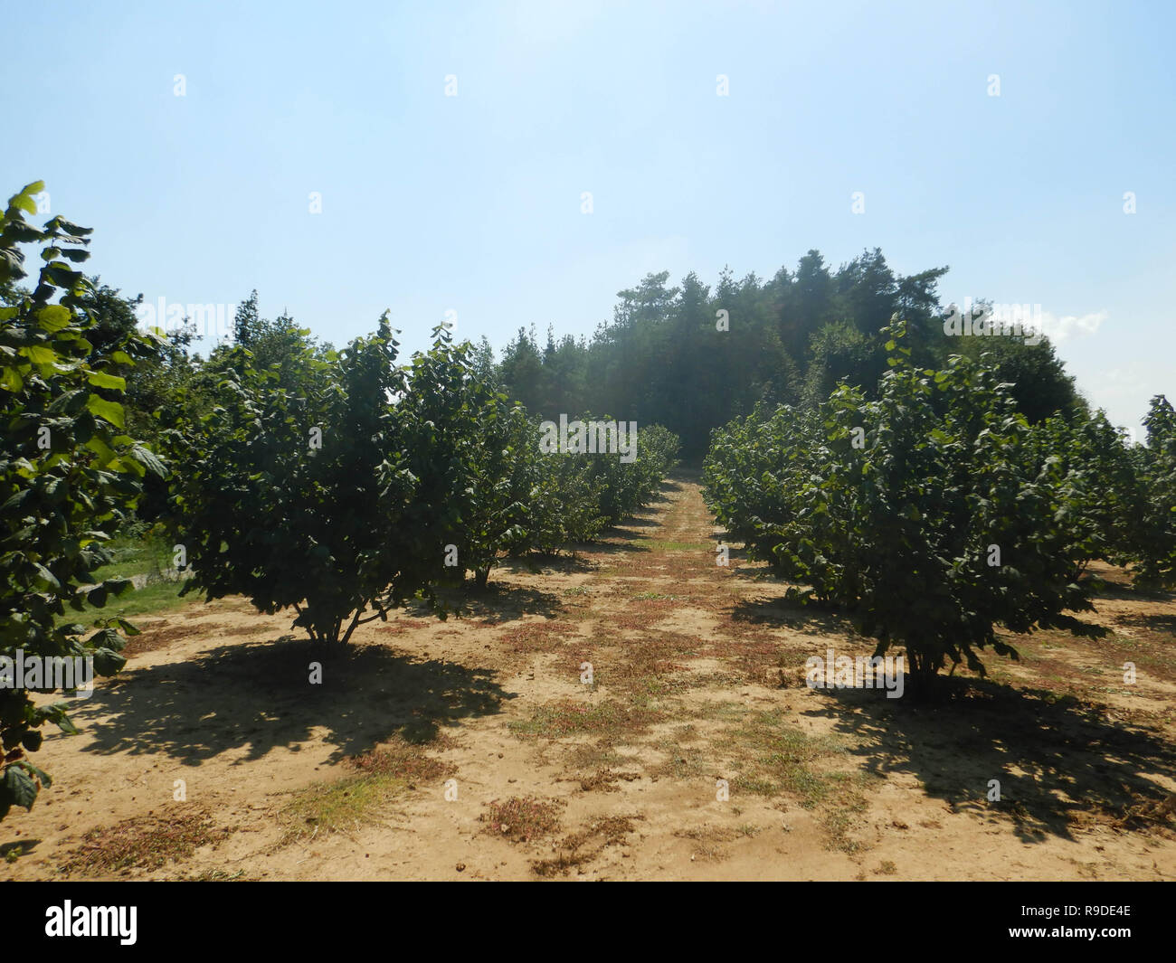 Hazelnuts in Cortemilia, Piedmont, Italy Stock Photo - Alamy