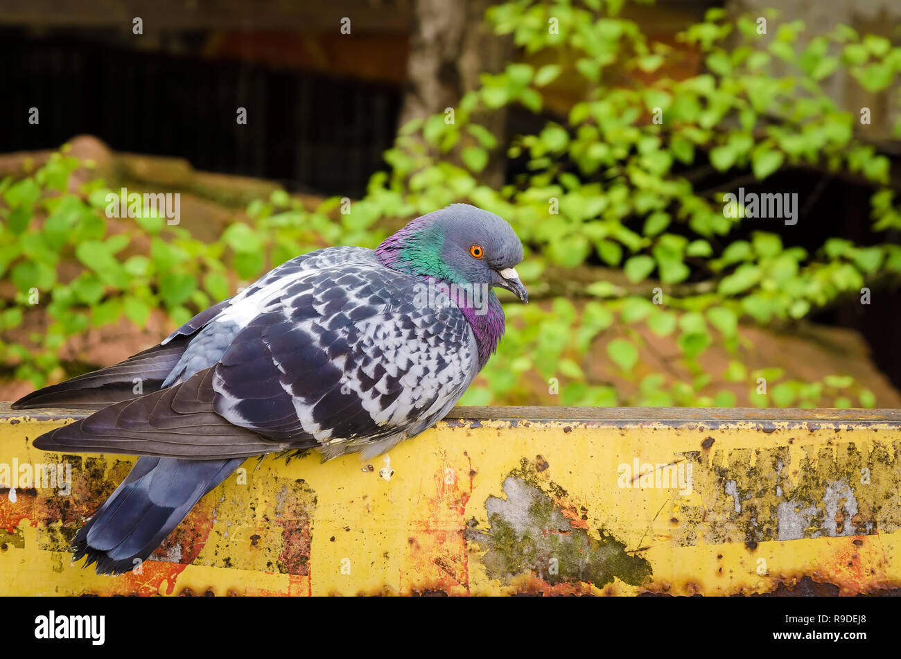 Colorful pigeon hi-res stock photography and images - Alamy