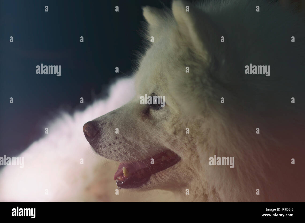 Samoyed portrait hi-res stock photography and images - Alamy