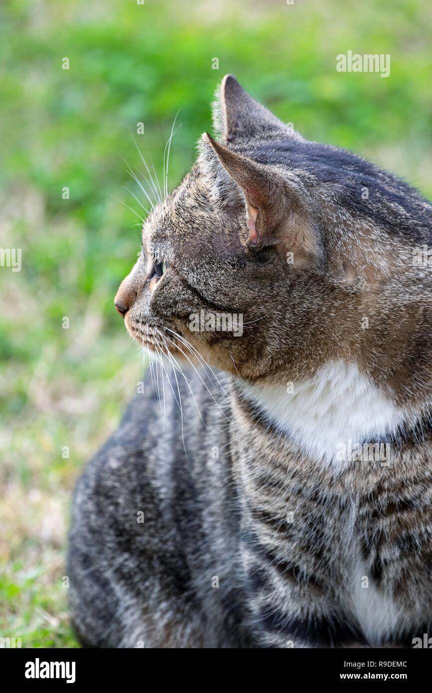 Domestic Cat - Felis silvestris catus or Felis catus Stock Photo - Alamy