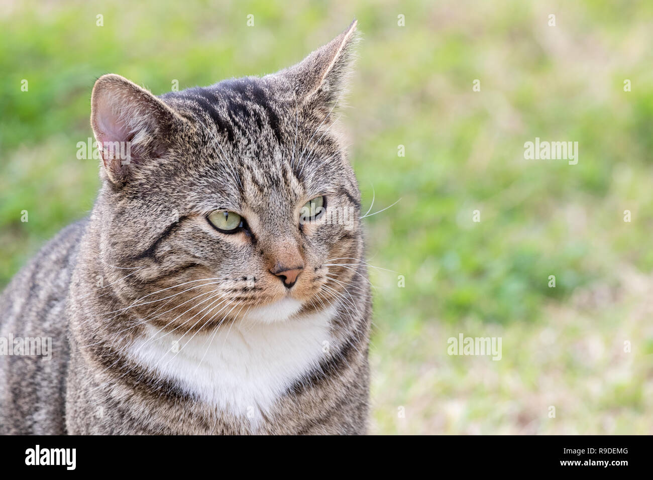 Domestic Cat - Felis silvestris catus or Felis catus Stock Photo - Alamy