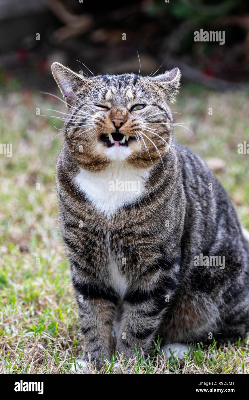 Domestic Cat - Felis silvestris catus or Felis catus Stock Photo - Alamy