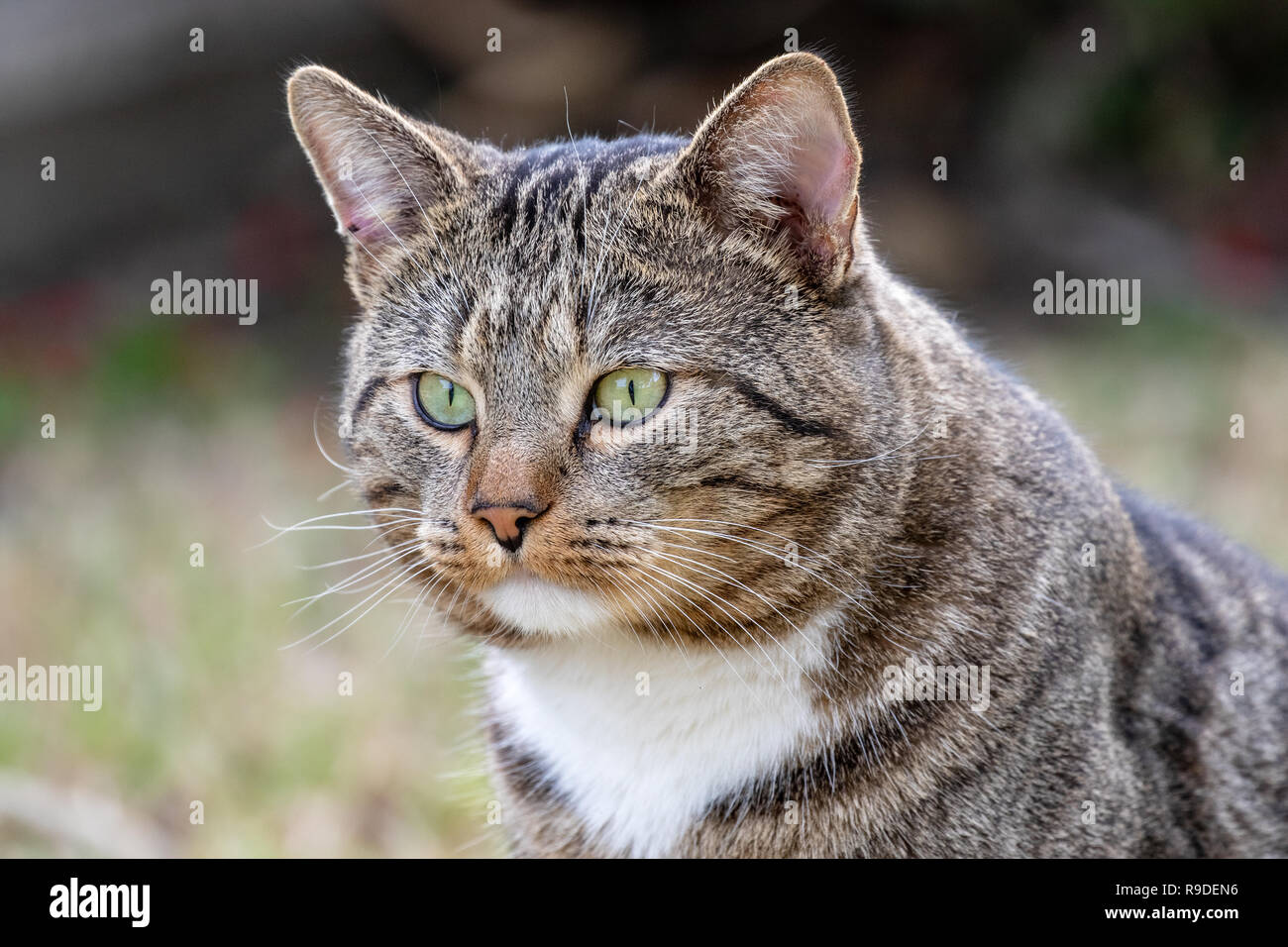 Domestic Cat - Felis silvestris catus or Felis catus Stock Photo - Alamy