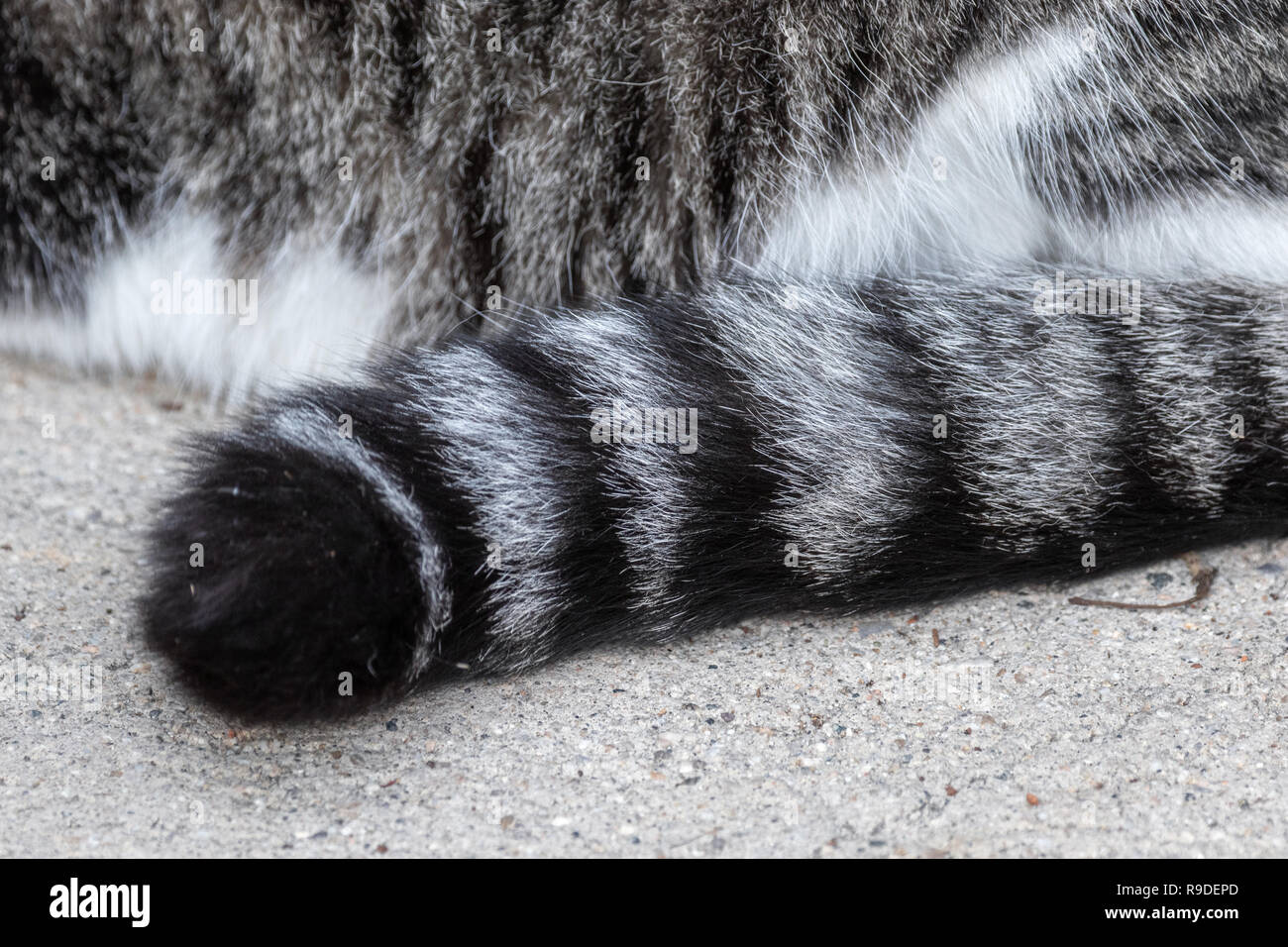 Domestic Cat - Felis silvestris catus or Felis catus Stock Photo - Alamy