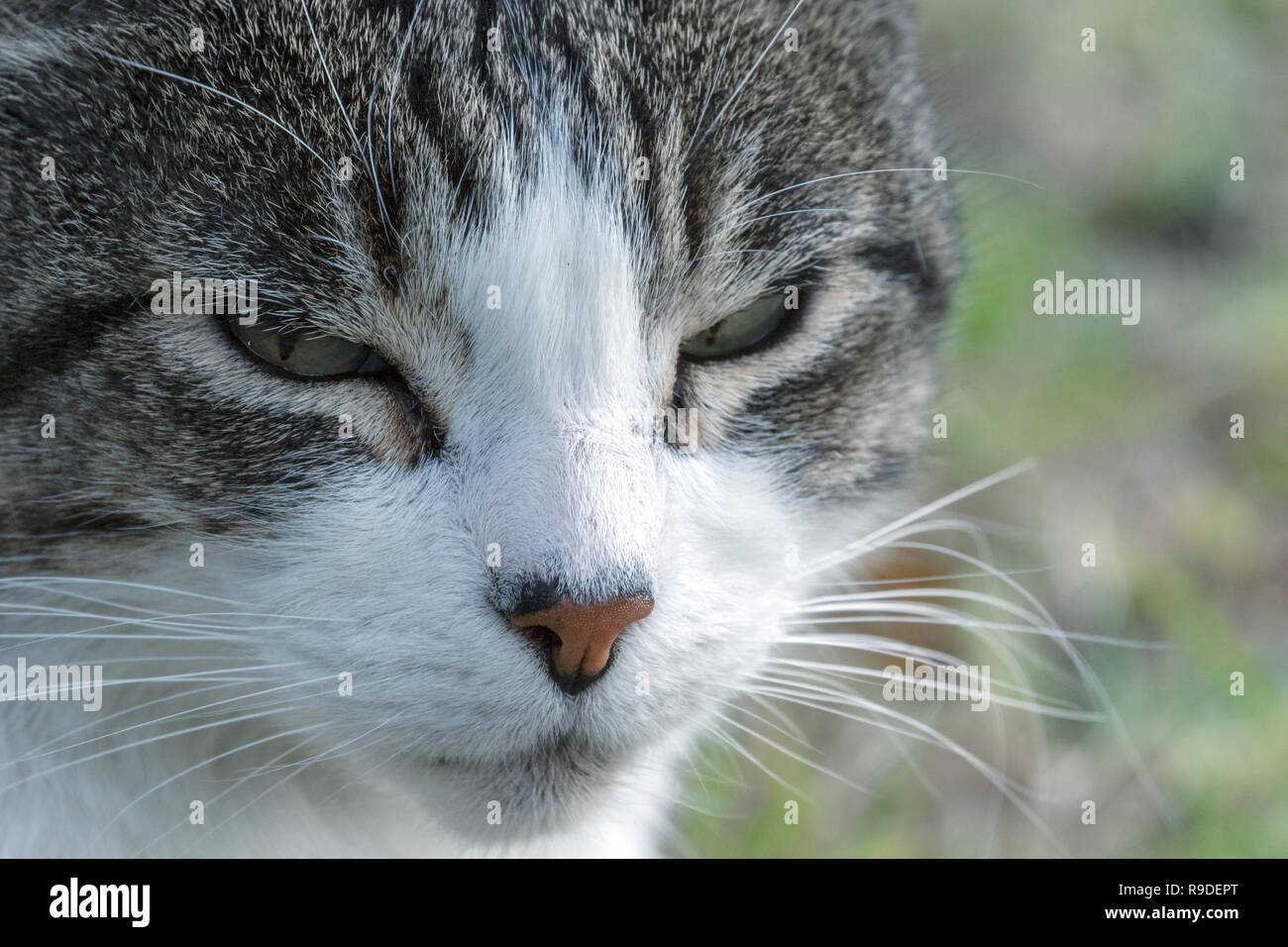 Domestic Cat - Felis silvestris catus or Felis catus Stock Photo - Alamy