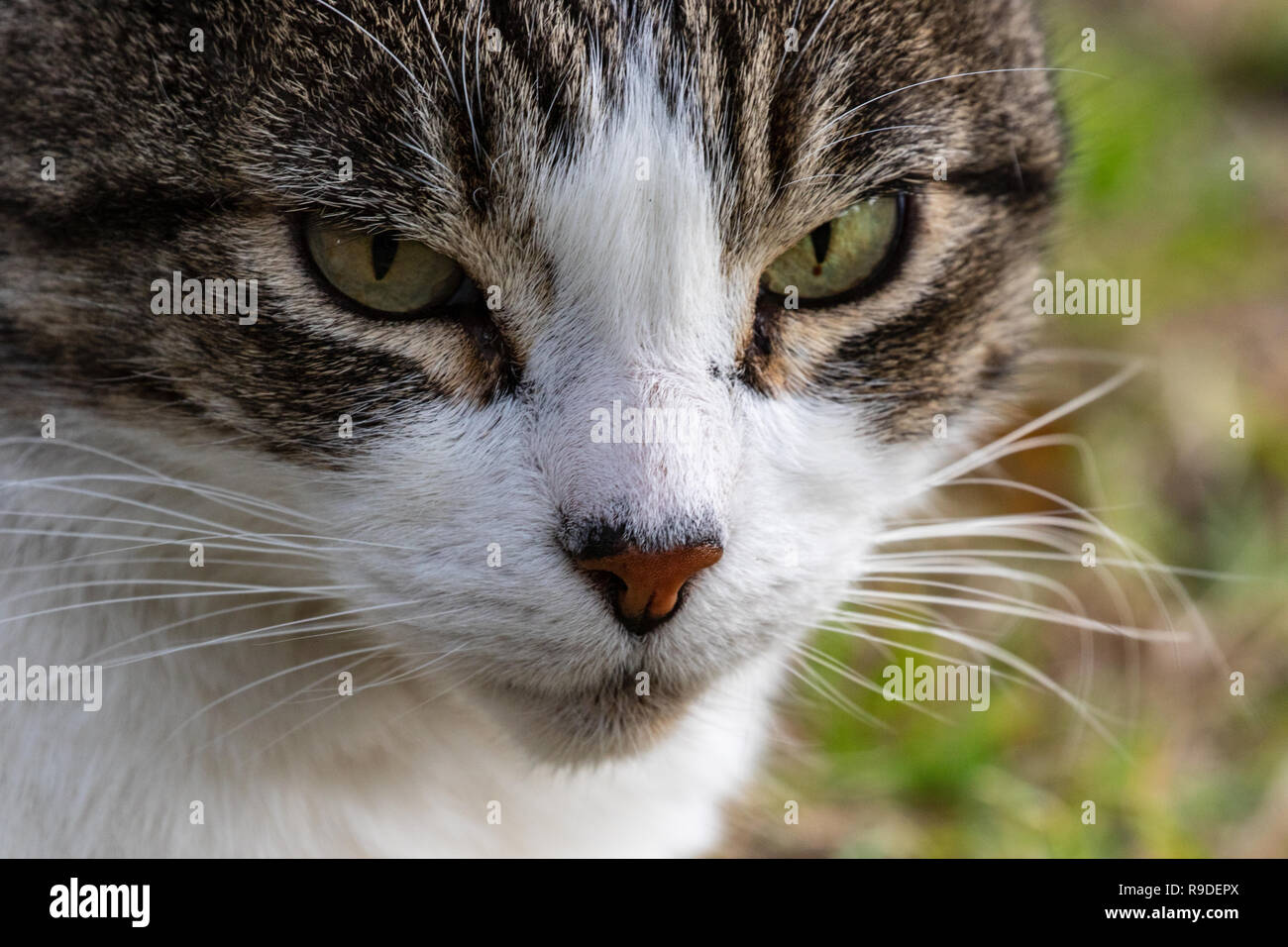 Domestic Cat - Felis silvestris catus or Felis catus Stock Photo - Alamy