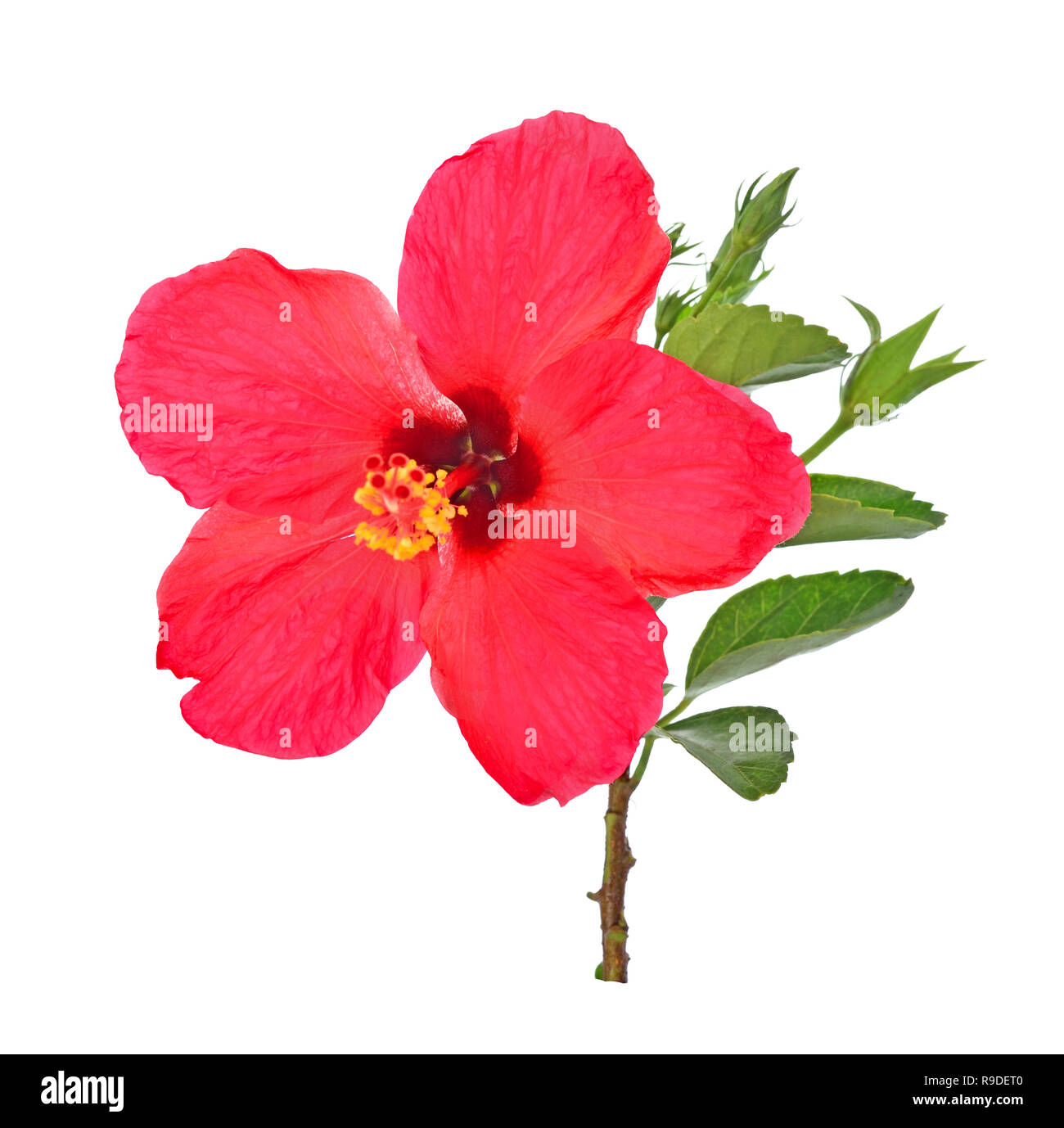 hibiscus isolated on white background Stock Photo - Alamy