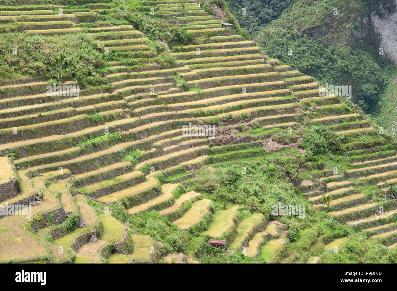 Batad Rice Terraces, Ifugao Province, Cordillera Region, Luzon ...