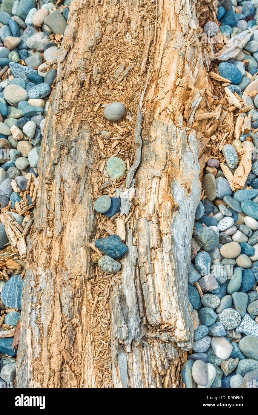 Blue rounded beach pebbles in dried up driftwood log on beach. Tower ...