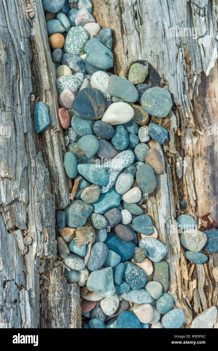 Blue rounded beach pebbles in dried up driftwood log on beach. Tower ...