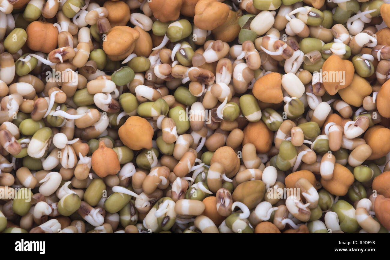 Grain sprouted gram chana hi-res stock photography and images - Alamy