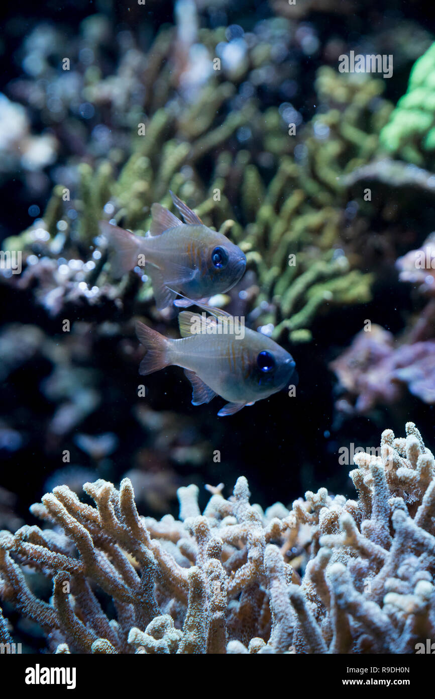 Small fishes in the aquarium Stock Photo - Alamy