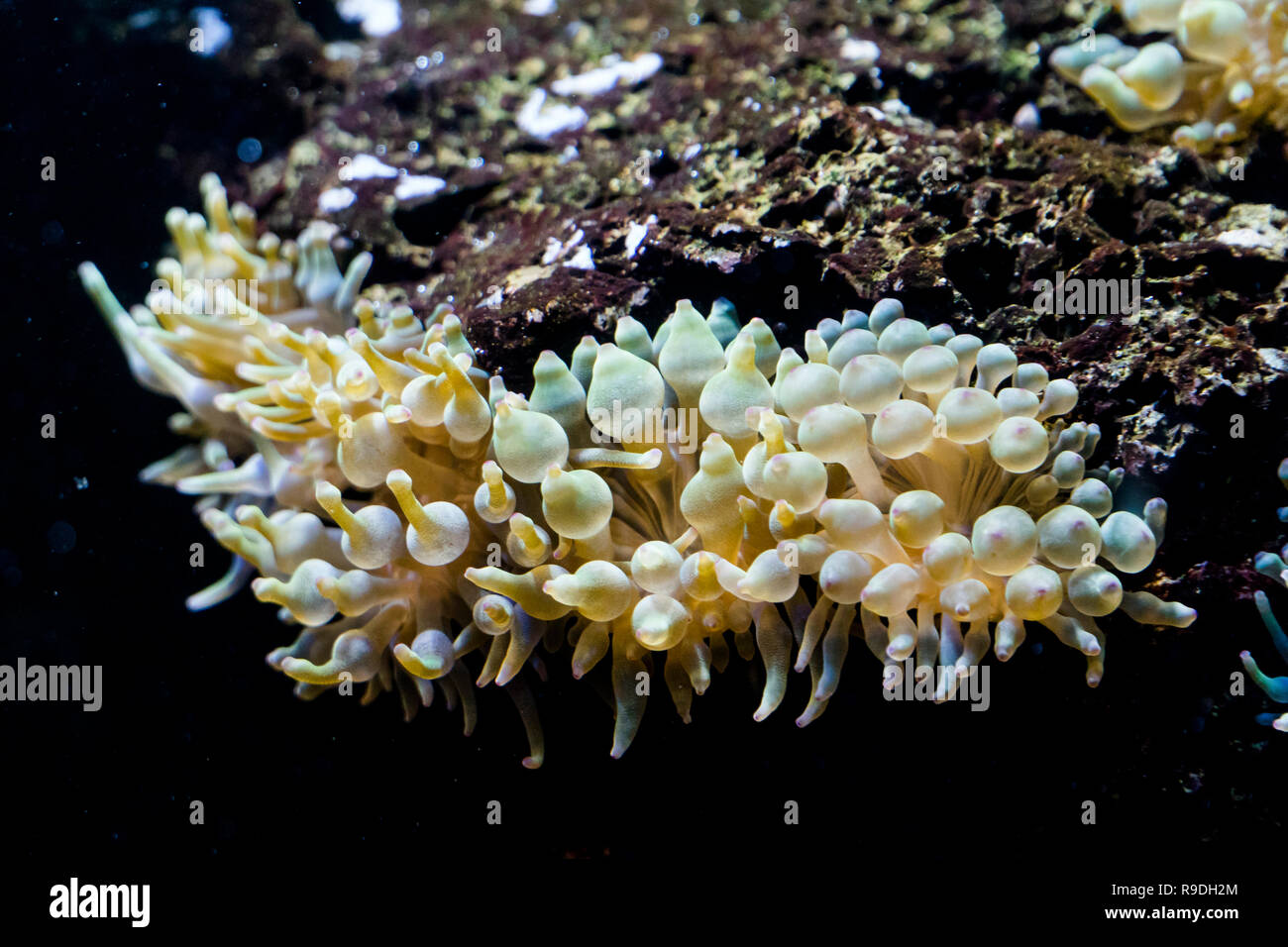 Yellow underwater aquarium hi-res stock photography and images - Alamy