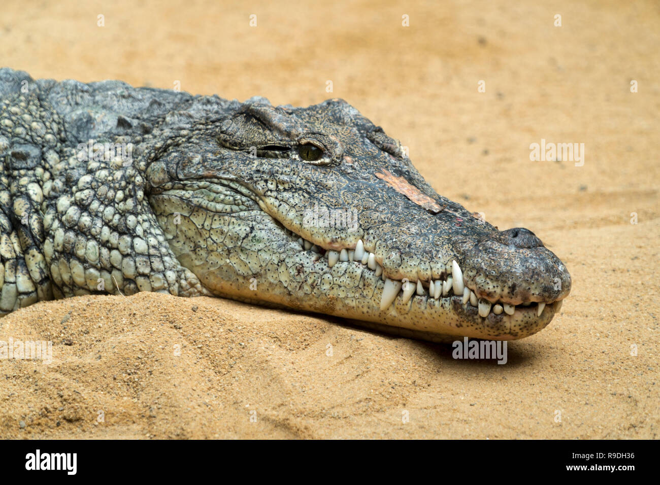 Portrait of a crocodile Stock Photo - Alamy