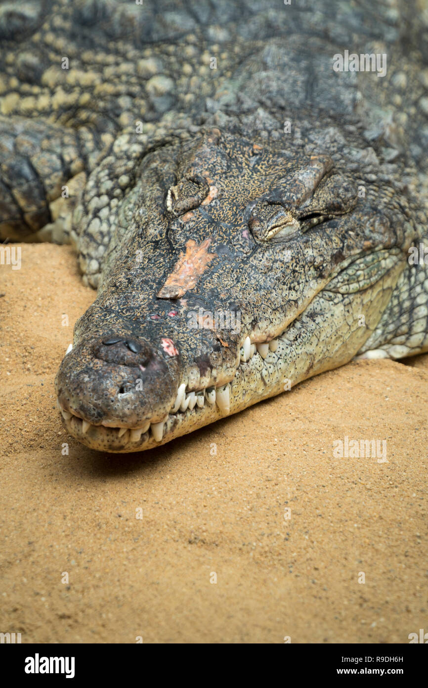 Portrait of a crocodile Stock Photo - Alamy