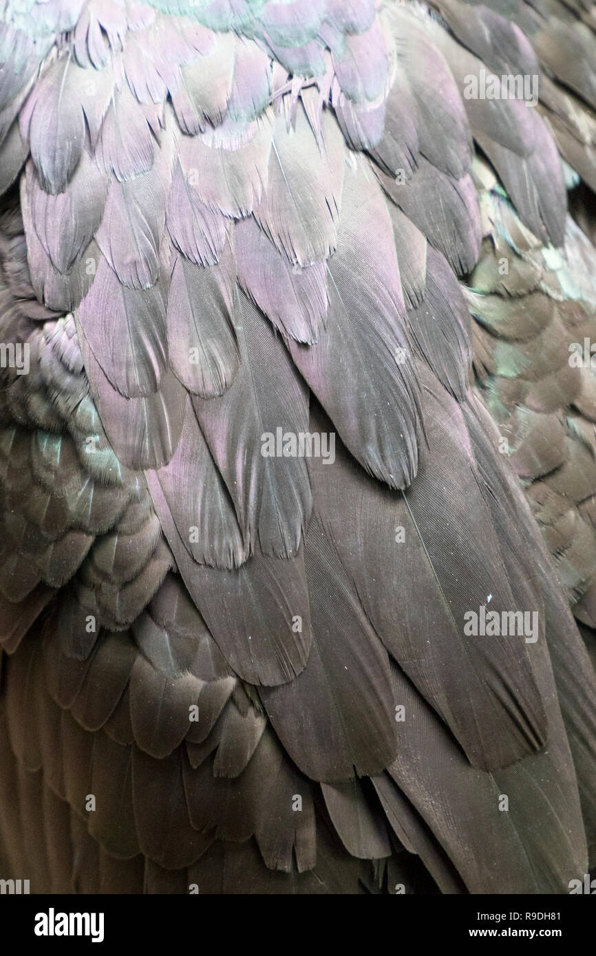 Black bird plumage hi-res stock photography and images - Alamy