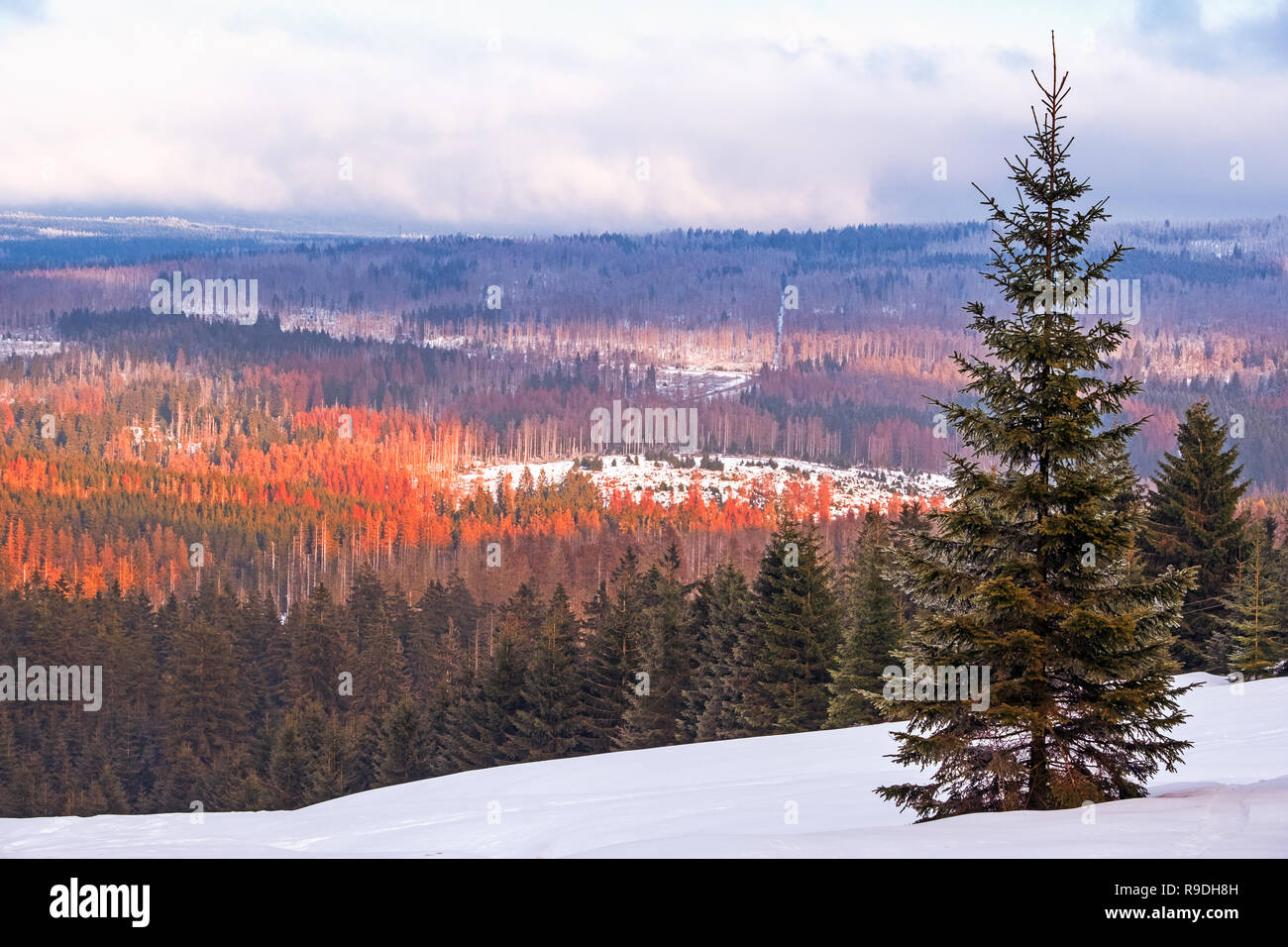 Nationalpark Harz im Winter Oderteich Stock Photo - Alamy