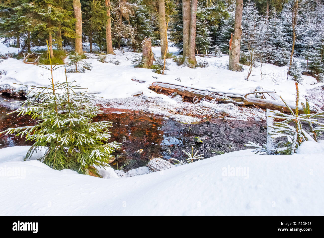 Nationalpark Harz im Winter Oderteich Stock Photo - Alamy