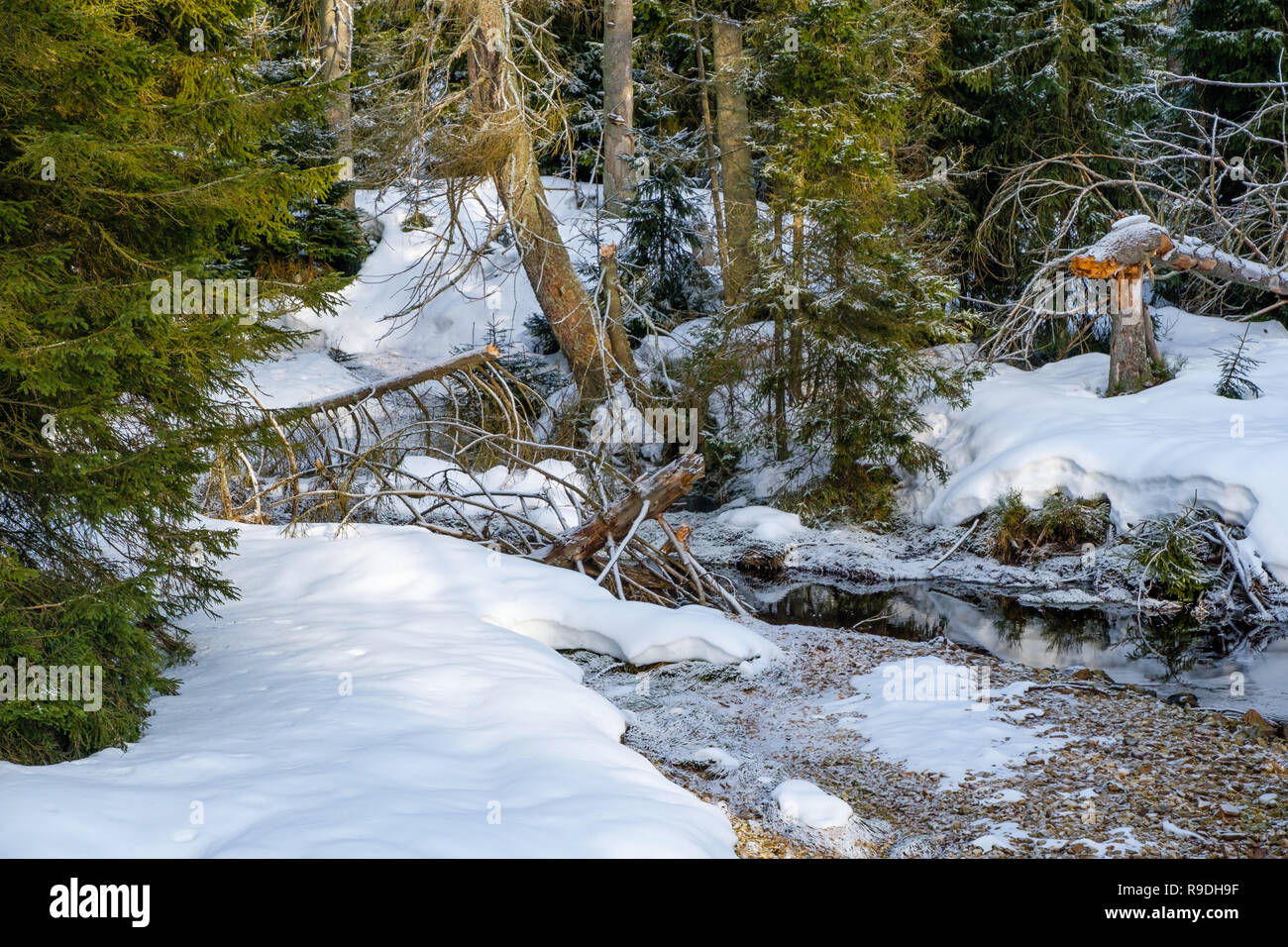 Nationalpark Harz im Winter Oderteich Stock Photo - Alamy