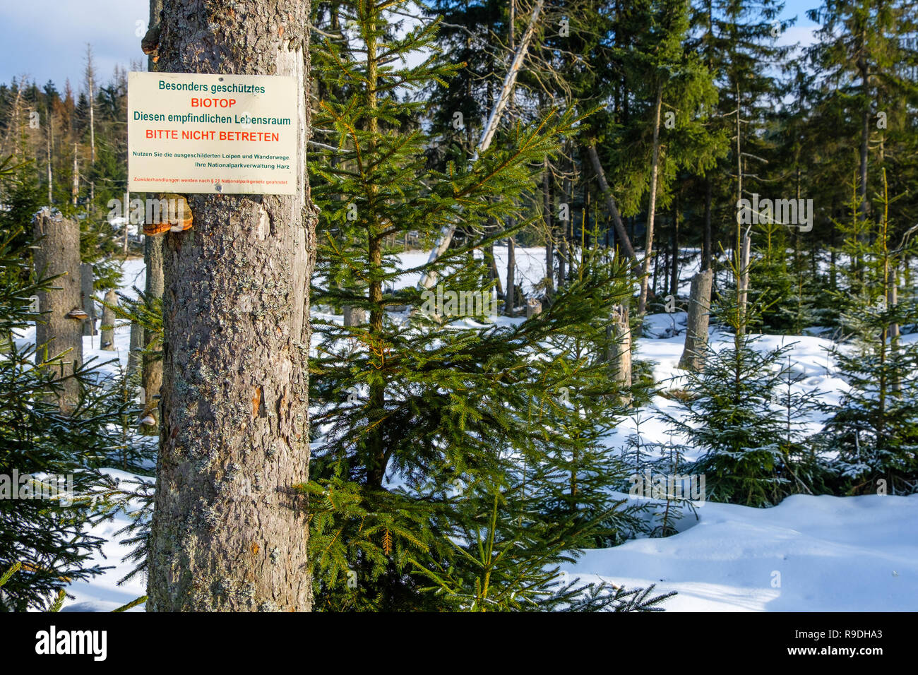 Nationalpark Harz im Winter Oderteich Stock Photo - Alamy