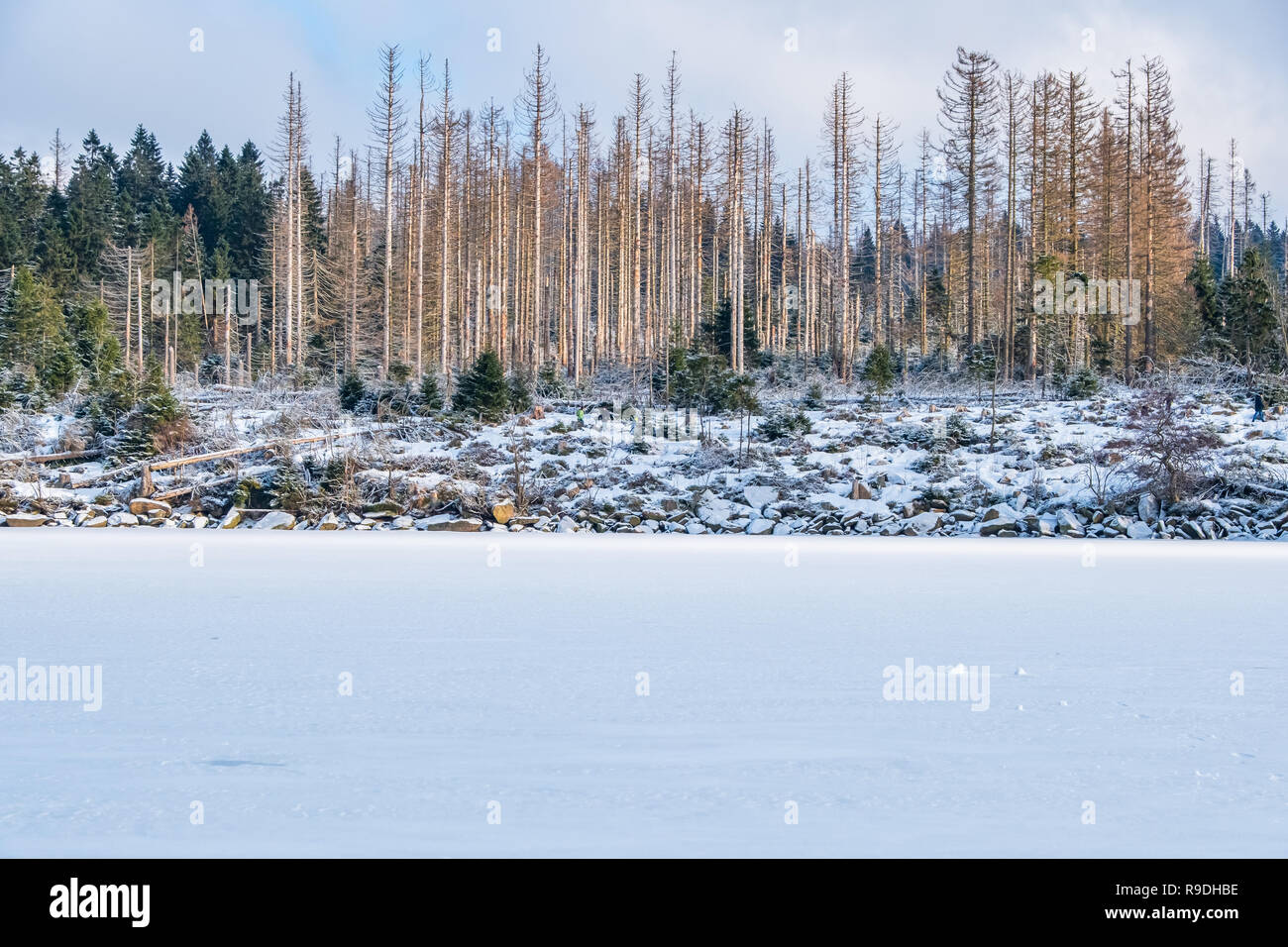 Nationalpark Harz im Winter Oderteich Stock Photo - Alamy