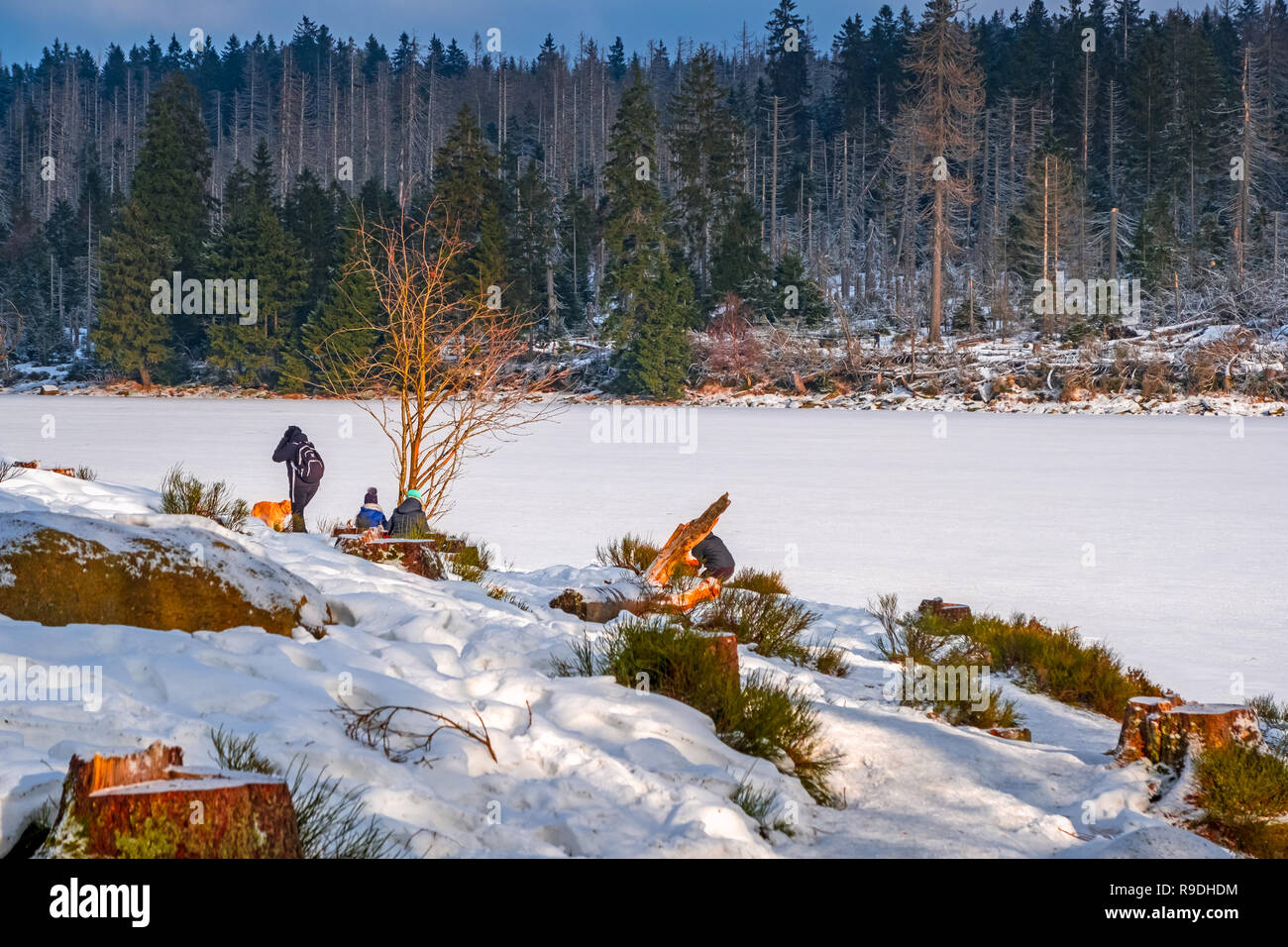 Nationalpark Harz im Winter Oderteich Stock Photo - Alamy