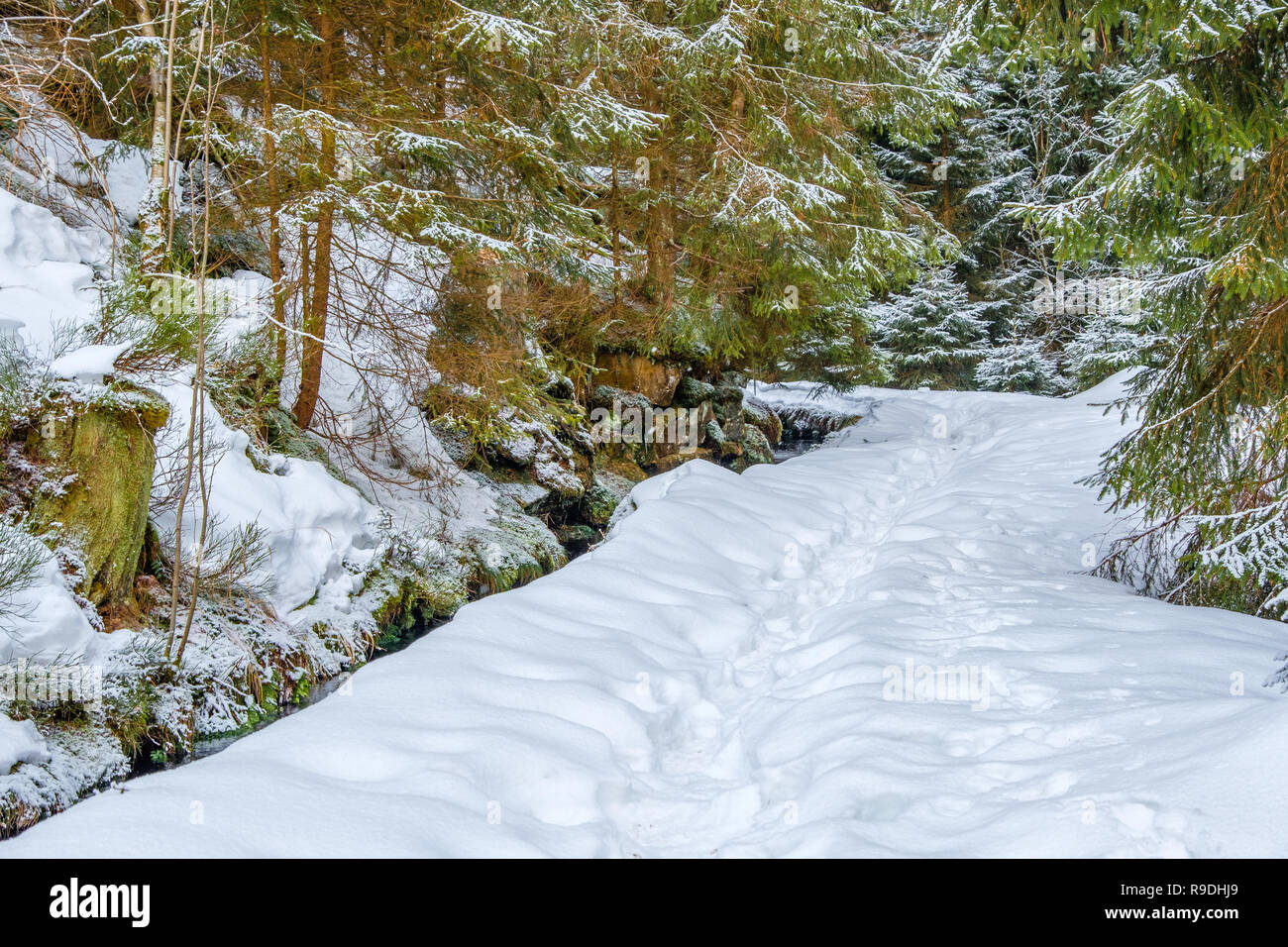 Nationalpark Harz im Winter Oderteich Stock Photo - Alamy