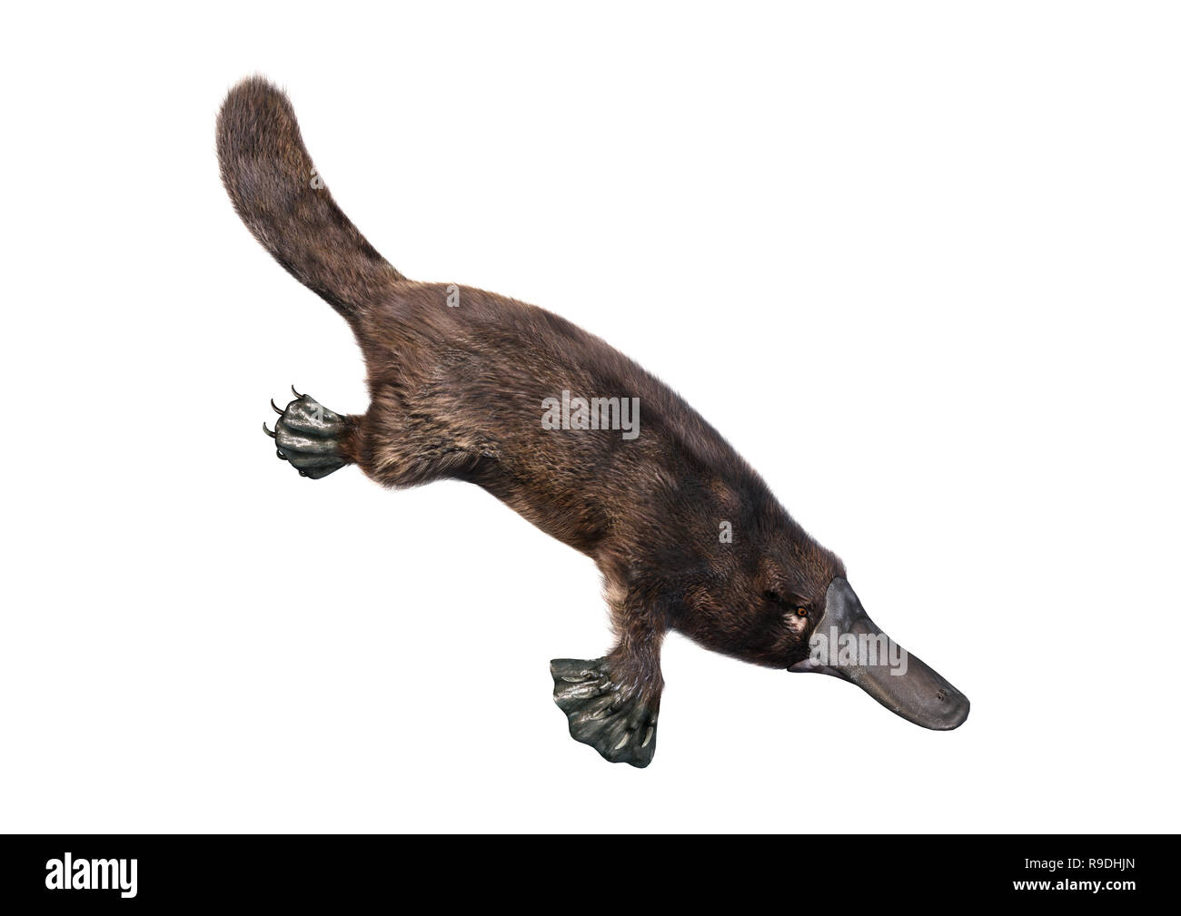 3D rendering of a platypus or Ornithorhynchus anatinus isolated on ...