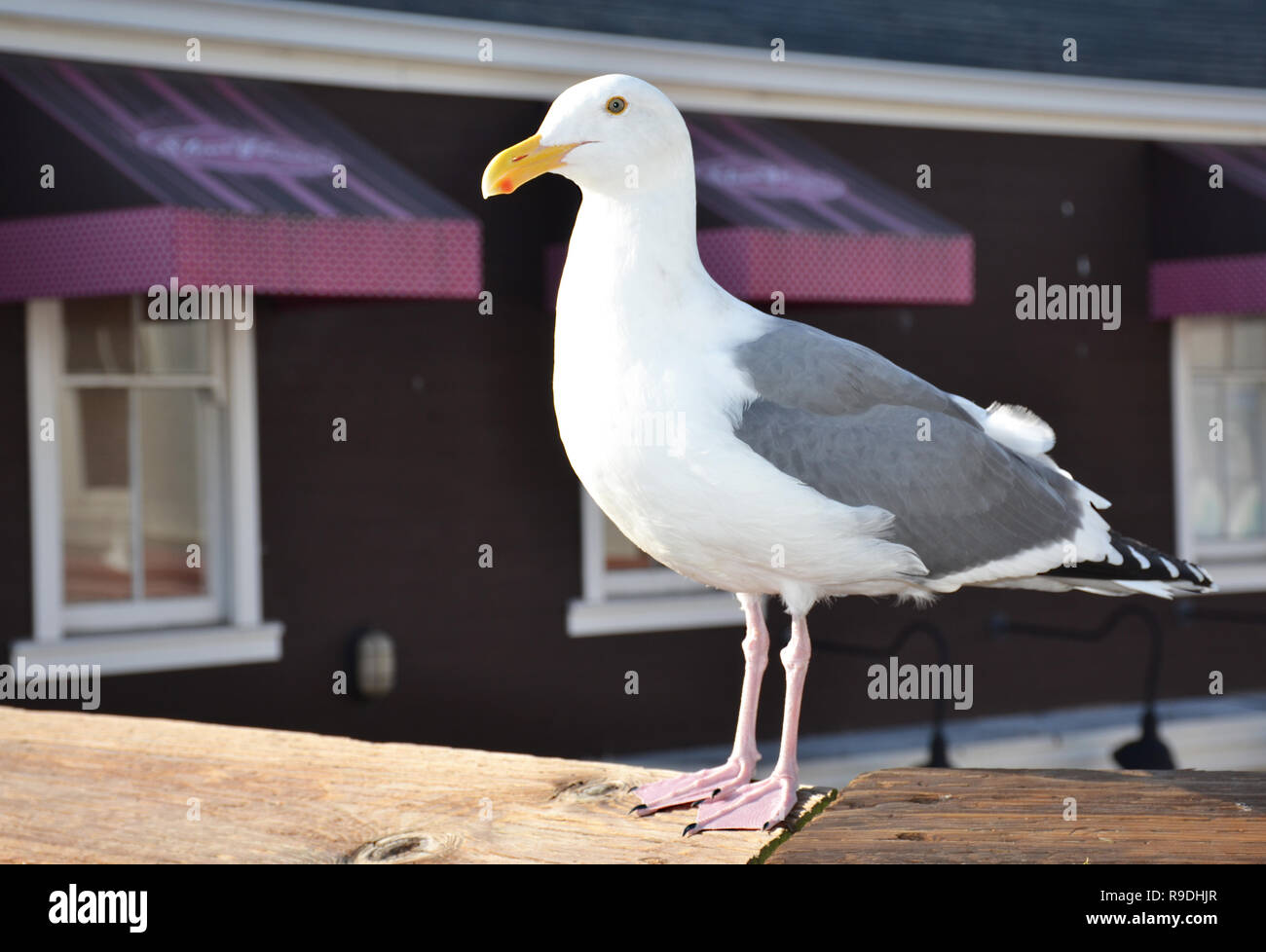 Portrait of a wild seagull Stock Photo - Alamy