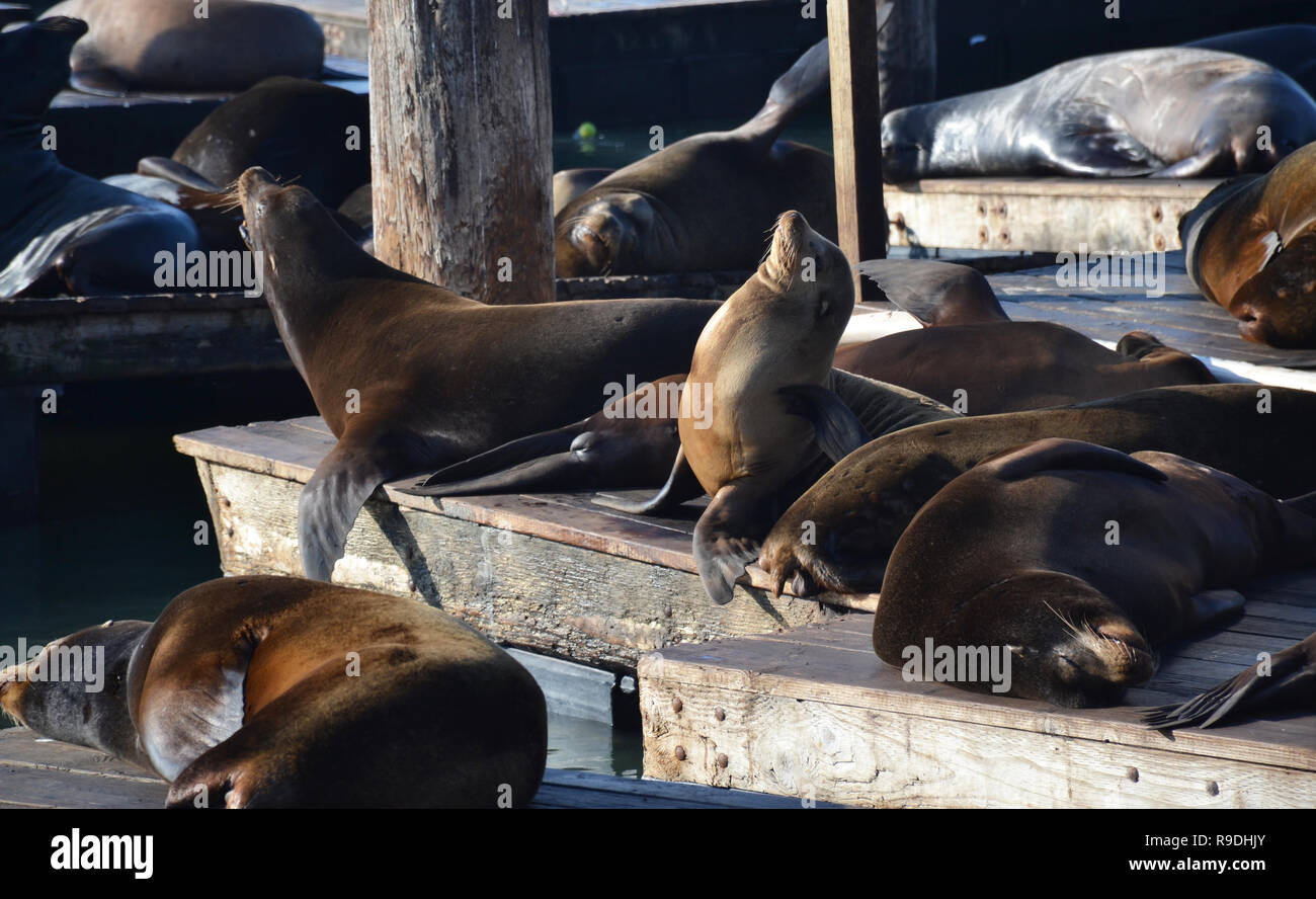 Seal beach pier hi-res stock photography and images - Alamy