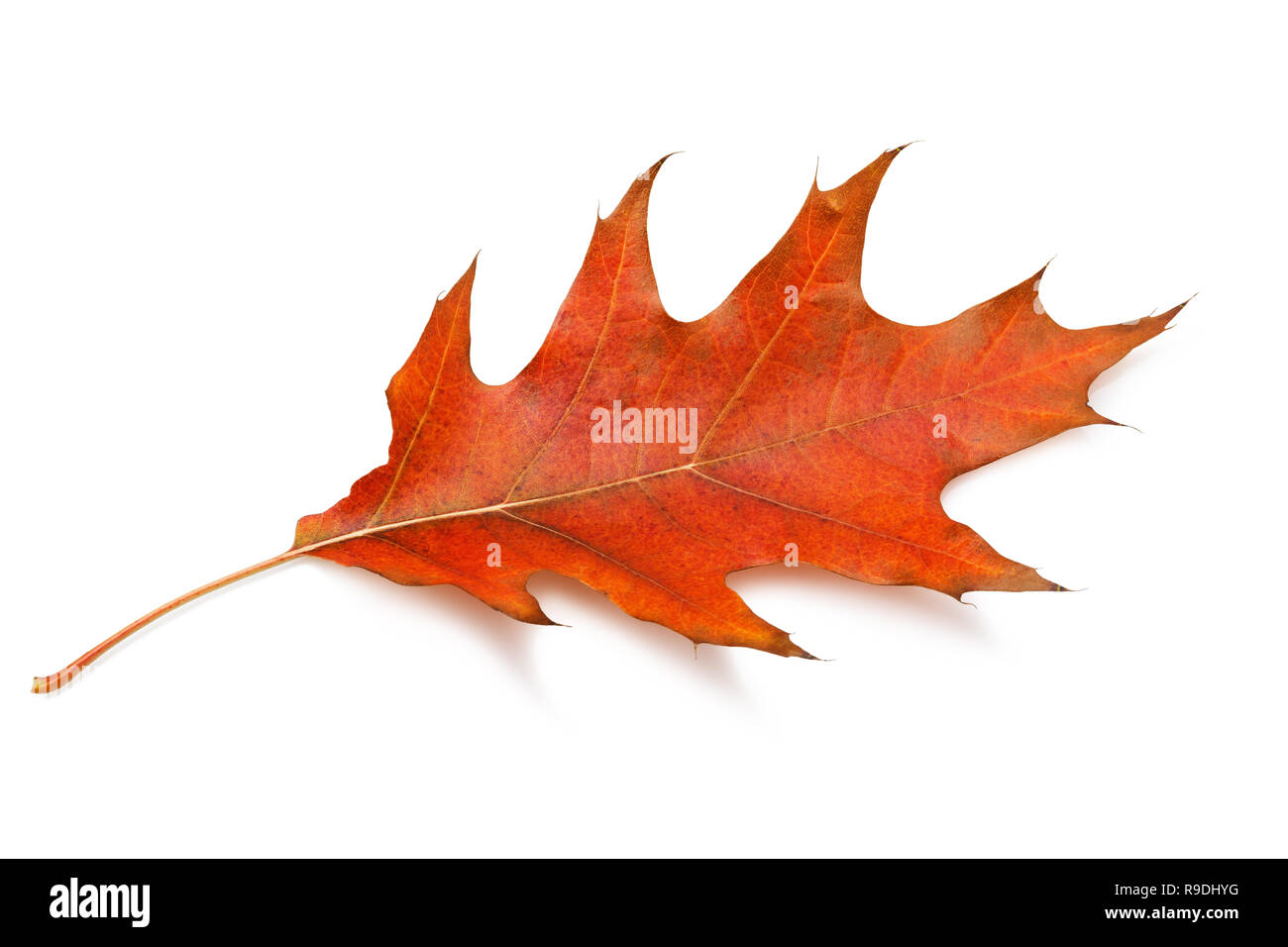 Single fallen leaf Cut Out Stock Images & Pictures - Alamy