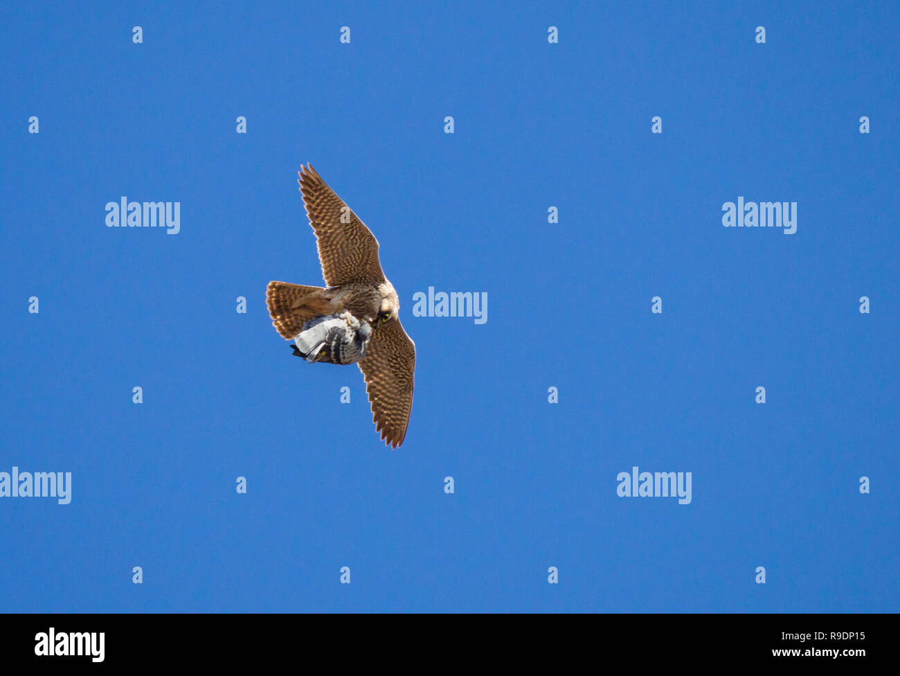 Peregrine Falcon taking pigeon in flight Stock Photo - Alamy