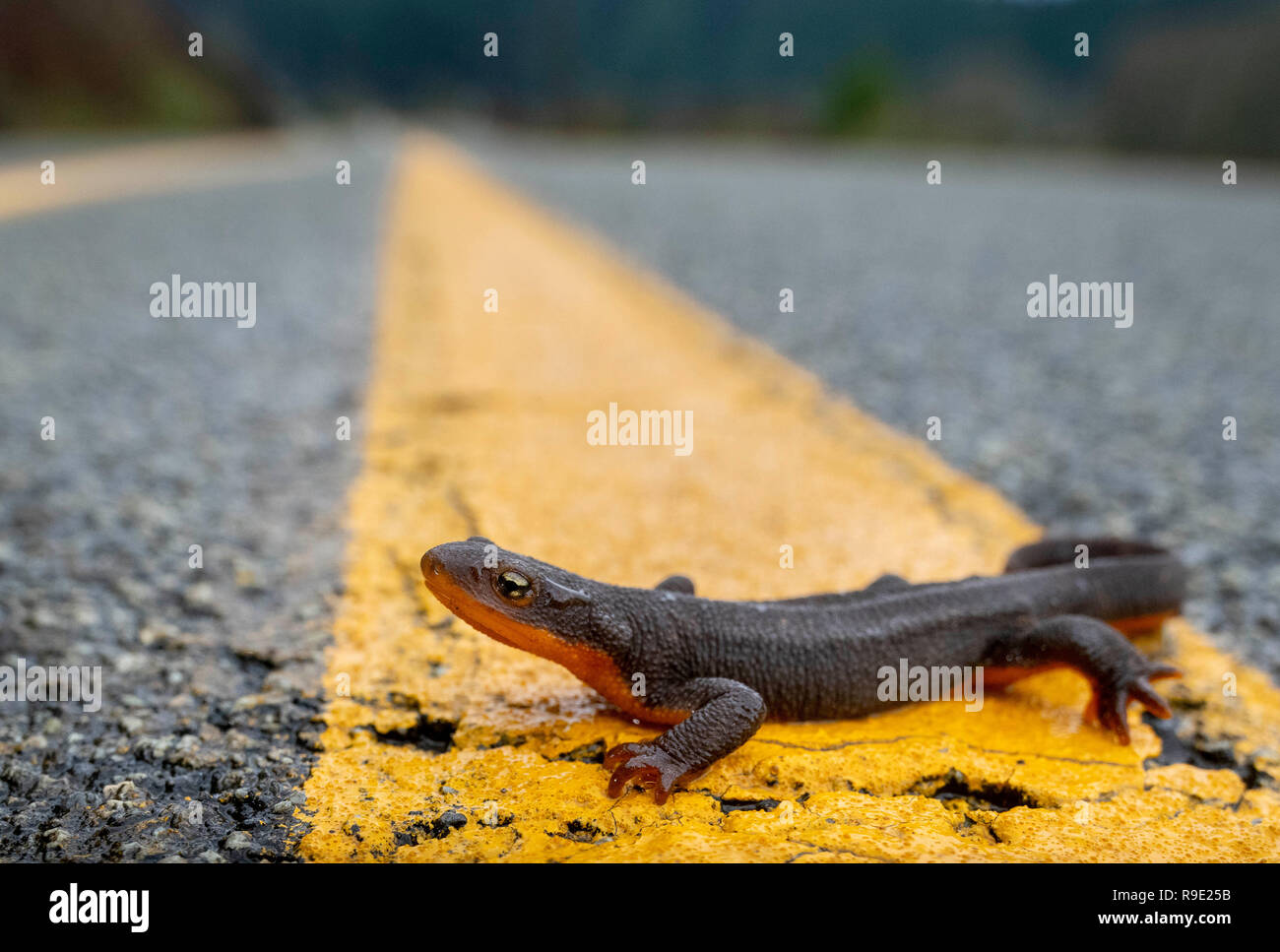 Western newts hi-res stock photography and images - Alamy