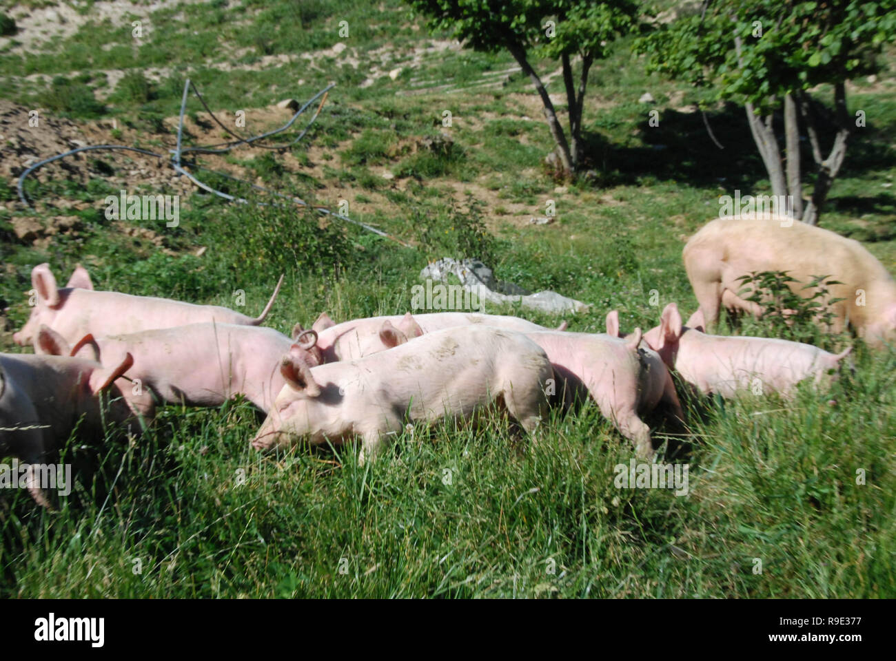 Piglets run hi-res stock photography and images - Alamy