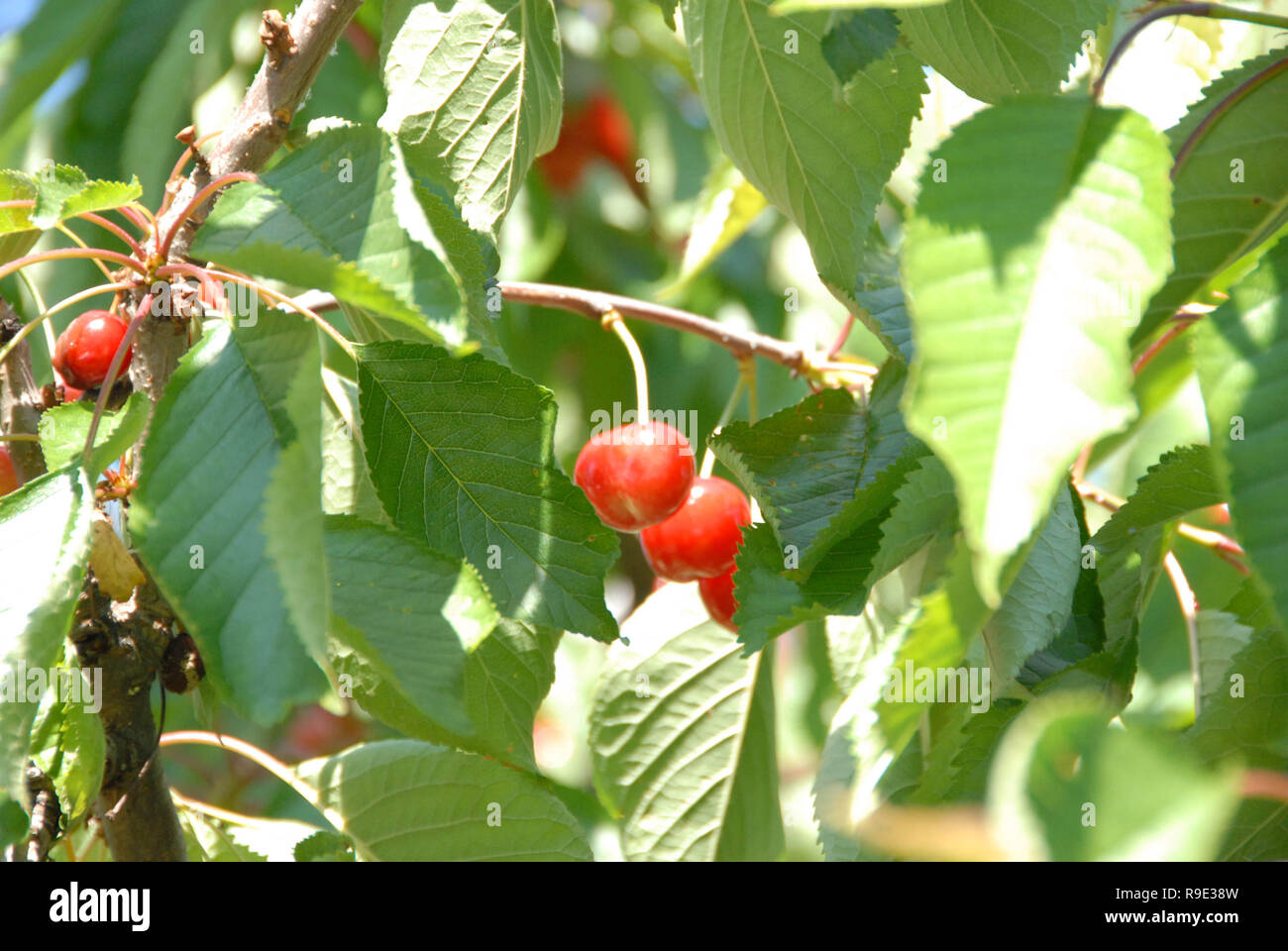 Cherries attached to the tree Stock Photo - Alamy