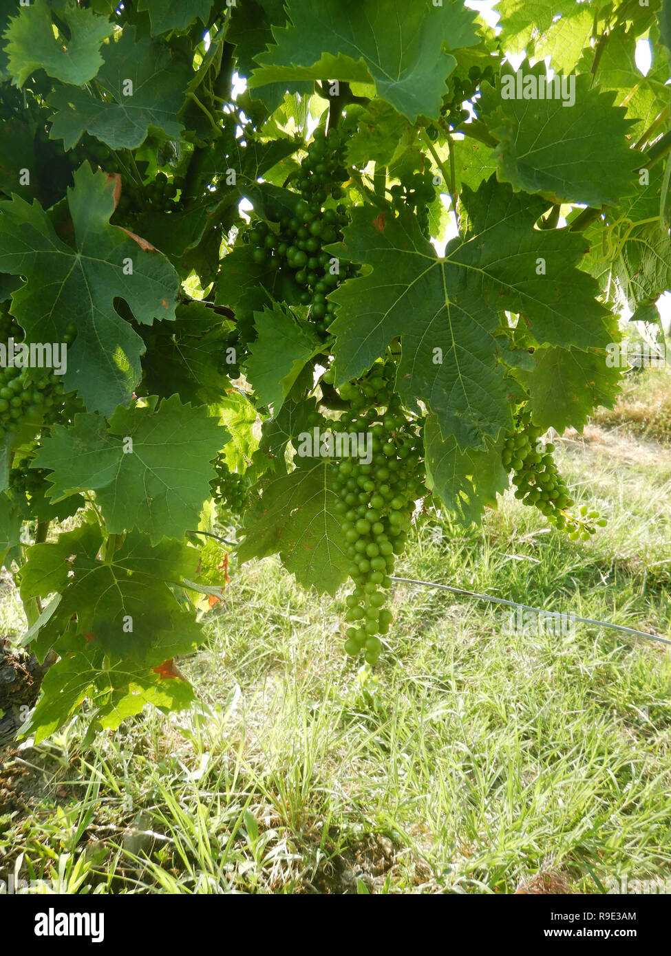 Muscat Grape High Resolution Stock Photography and Images - Alamy