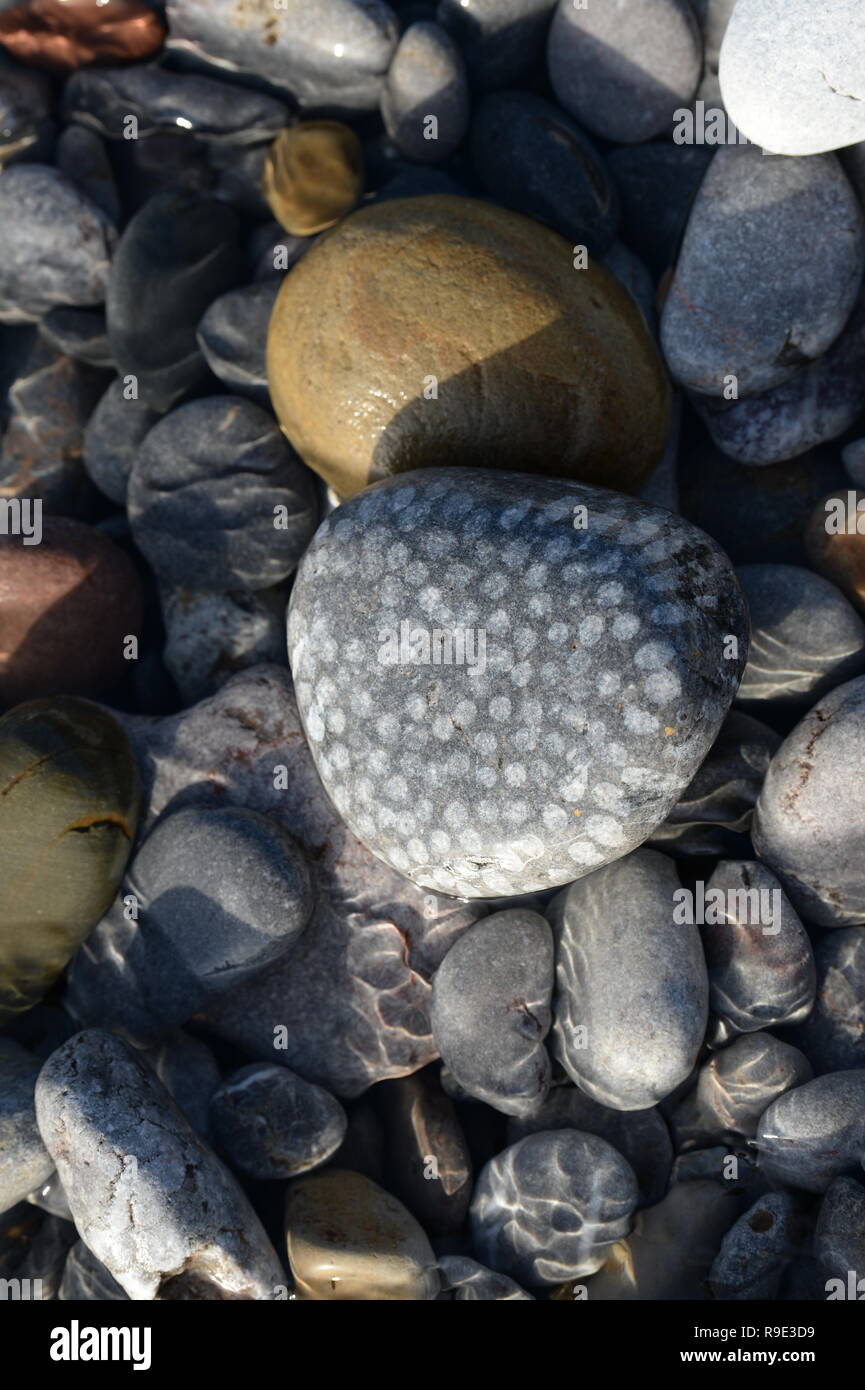 Colonial coral fossil in rounded limestone pebble Stock Photo - Alamy