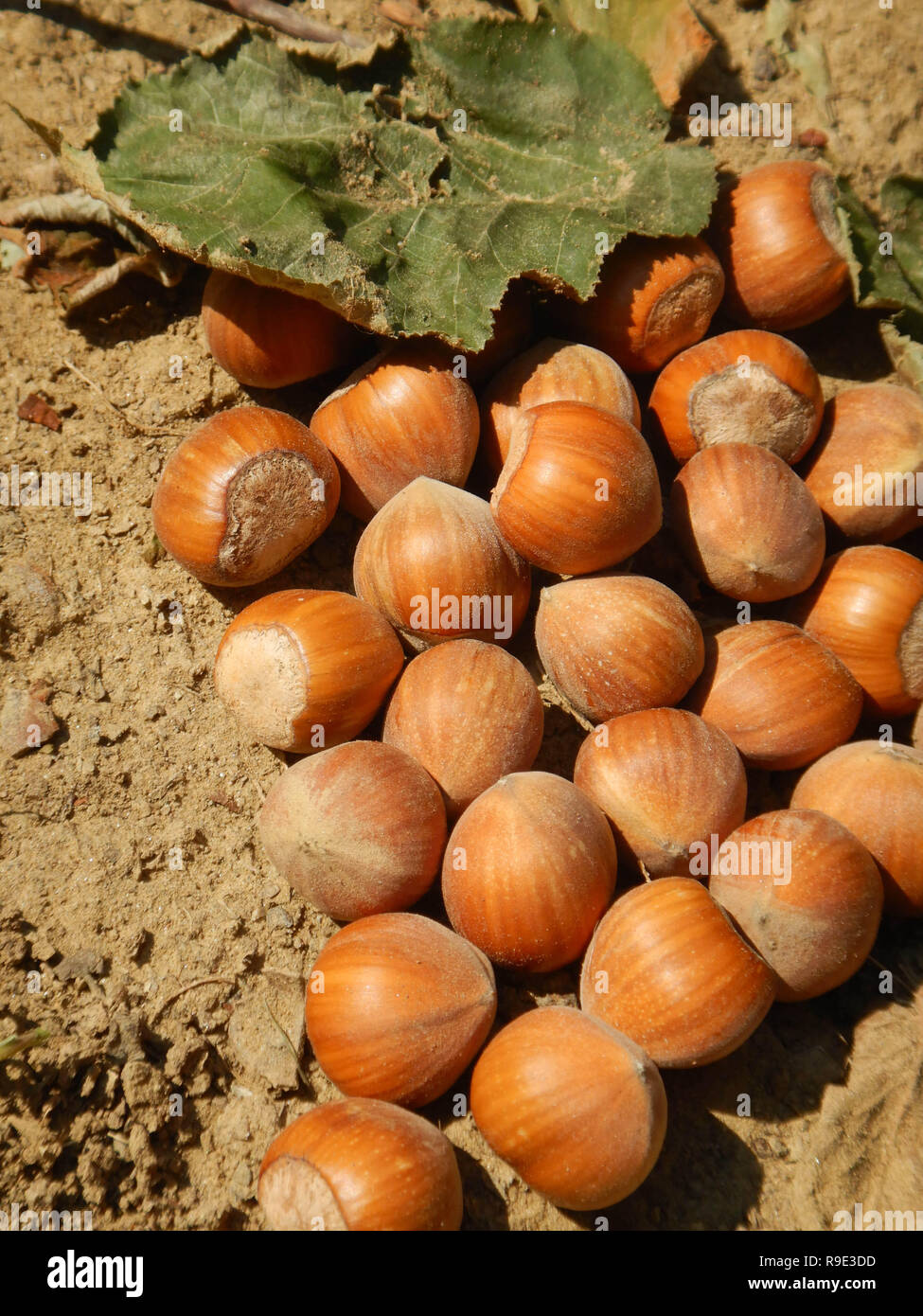 Hazelnuts on the ground ready to be harvested, Cortemilia, Piedmont ...