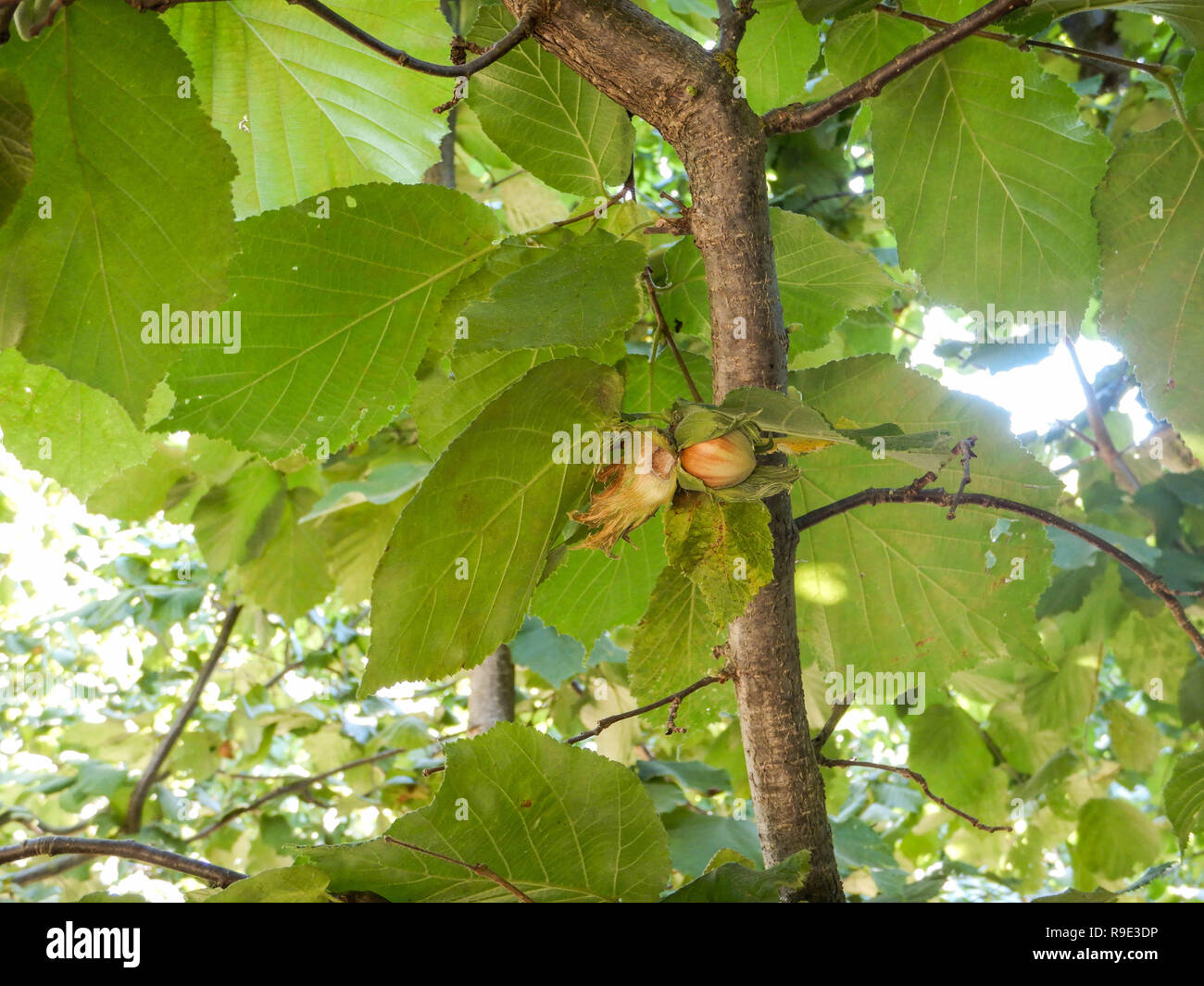 Hazelnuts on the tree among the leaves Stock Photo - Alamy