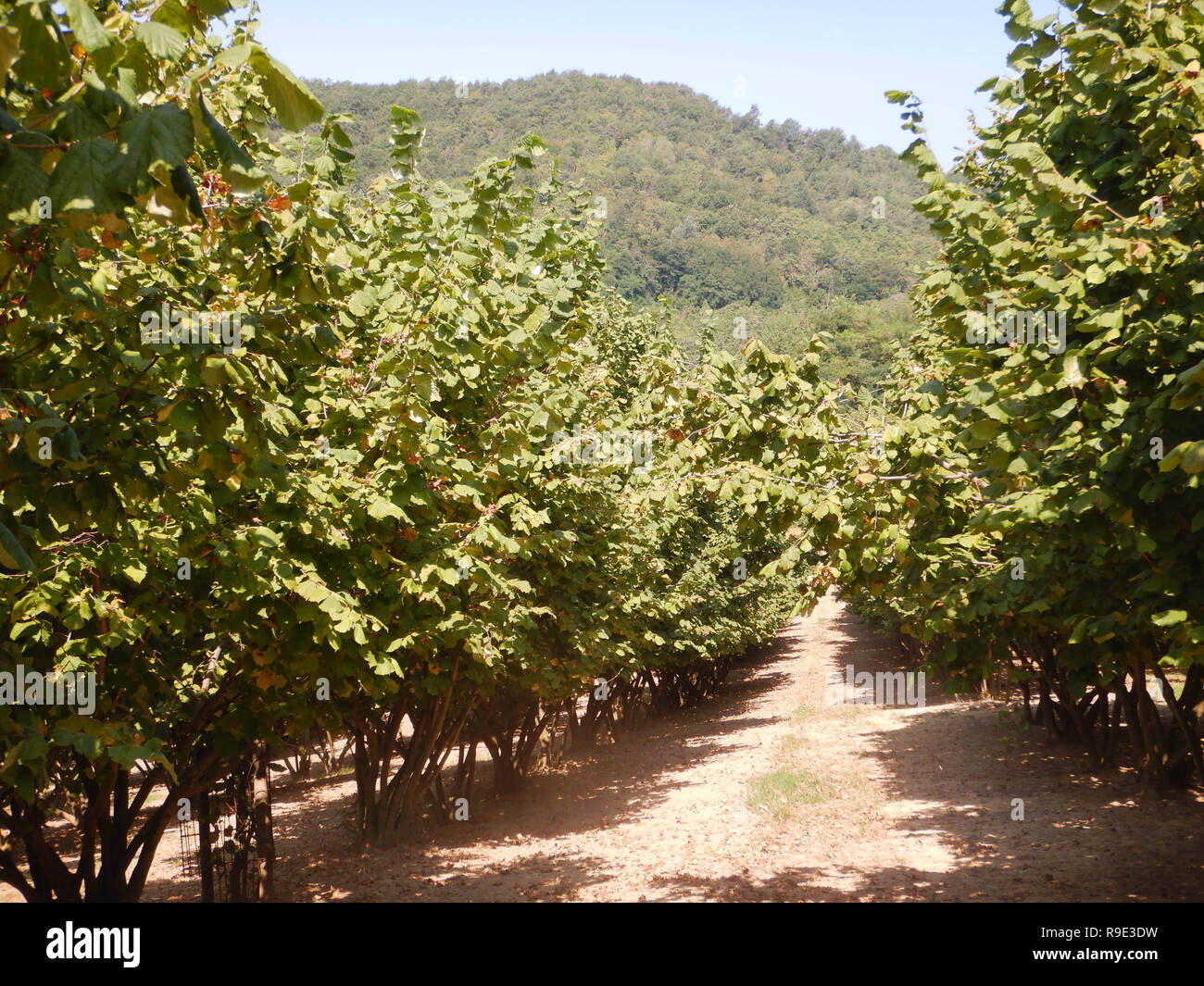 Hazelnuts in Cortemilia, Piedmont, Italy Stock Photo - Alamy