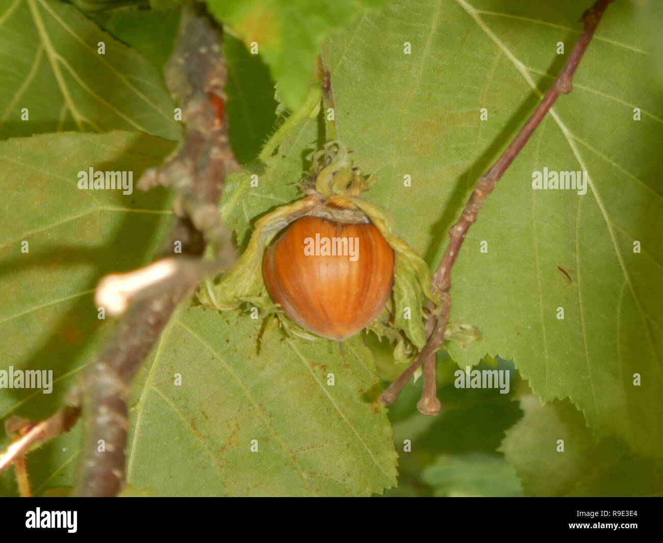 Hazelnuts on the tree among the leaves Stock Photo - Alamy