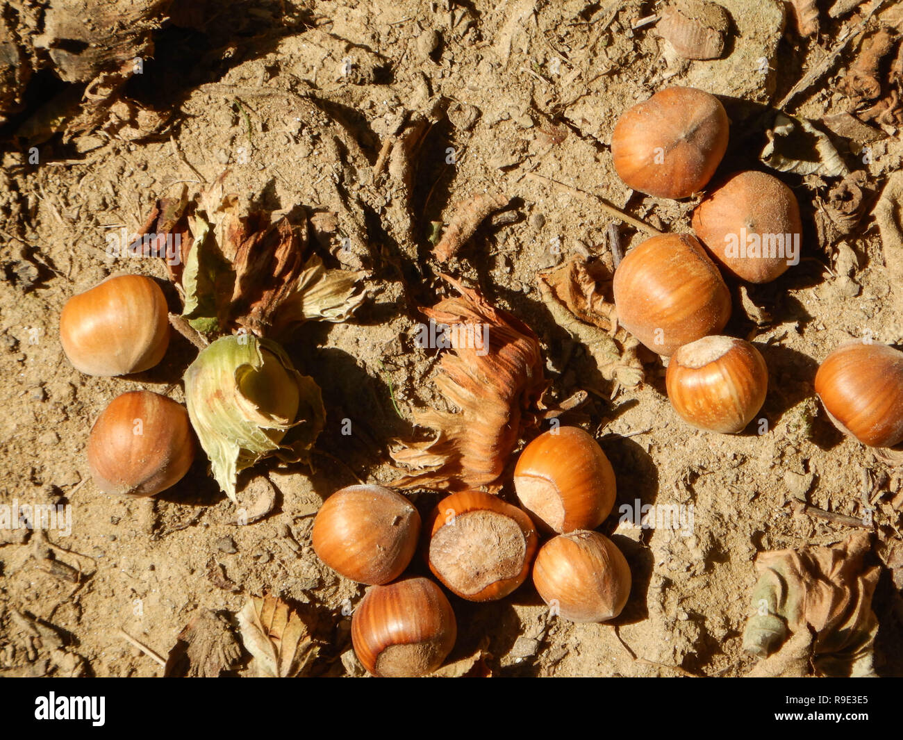 Hazelnuts on the ground ready to be harvested, Cortemilia, Piedmont ...