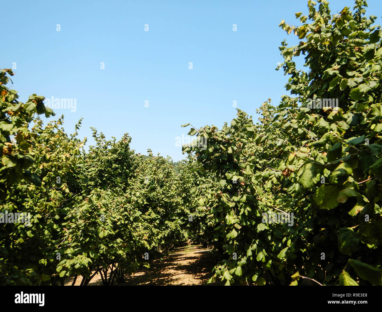 Green hazelnuts in shells hi-res stock photography and images - Alamy