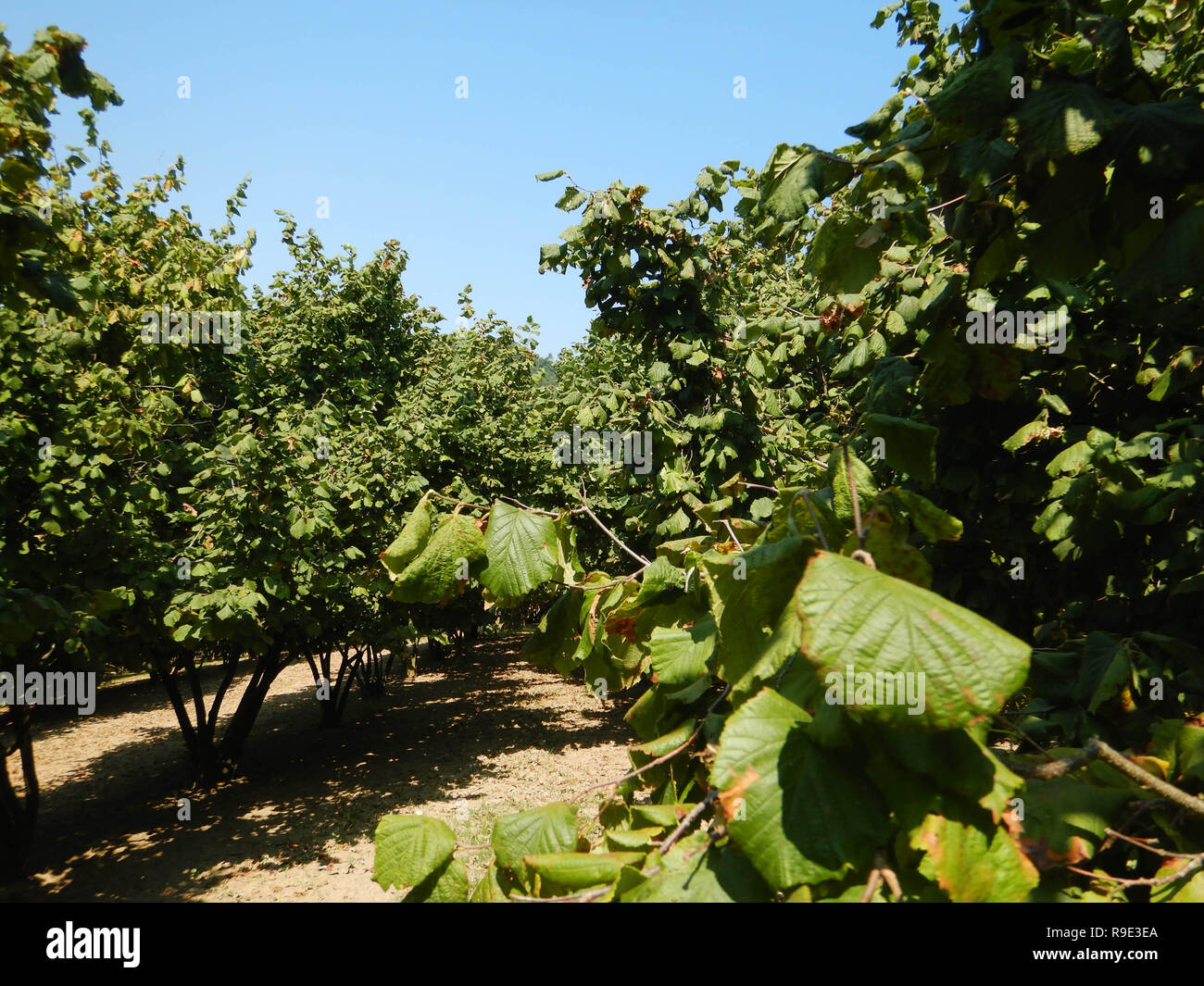 Green hazelnuts in shells hi-res stock photography and images - Alamy