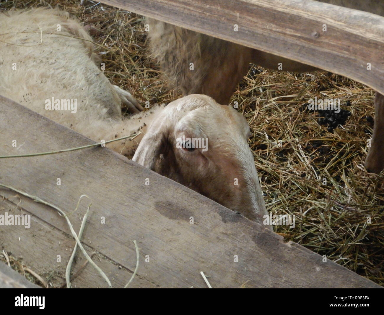 Sheep in a stable bred to prepare the cheese. Murazzano, Piedmont - Italy Stock Photo - Alamy