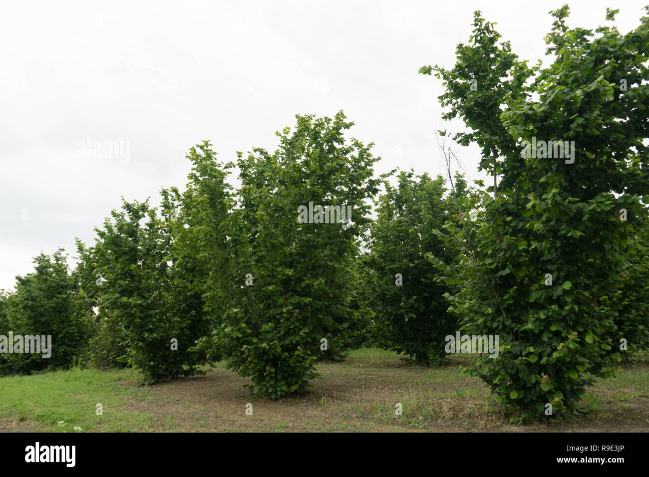 Field of hazelnuts, Piedmont - Italy Stock Photo - Alamy