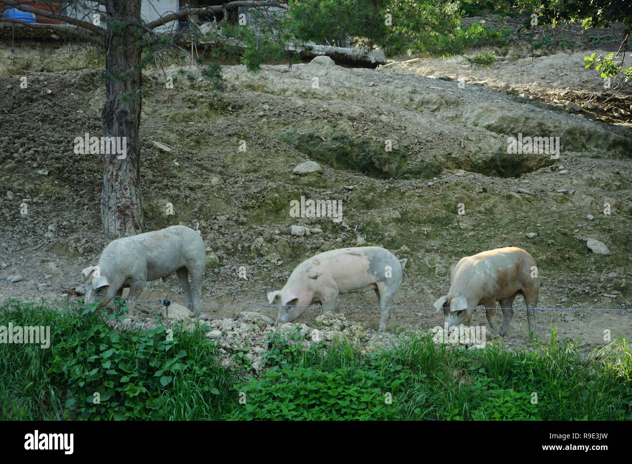 Three pigs look for something to eat under a tree Stock Photo - Alamy