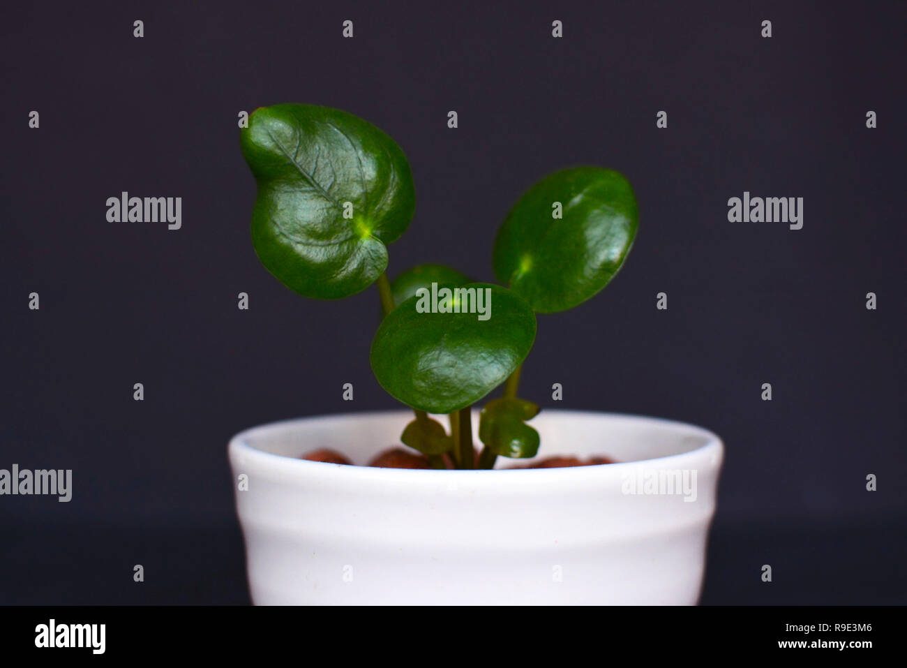 Small pilea peperomioides chinese money or UFO home plant cutting in ...