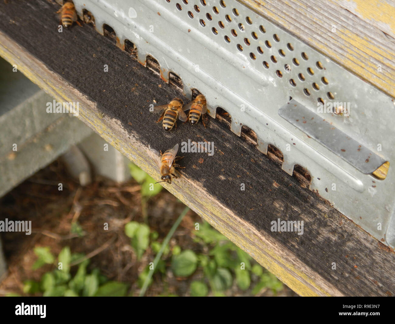 Some bees stop at the entrance to their beehive Stock Photo - Alamy
