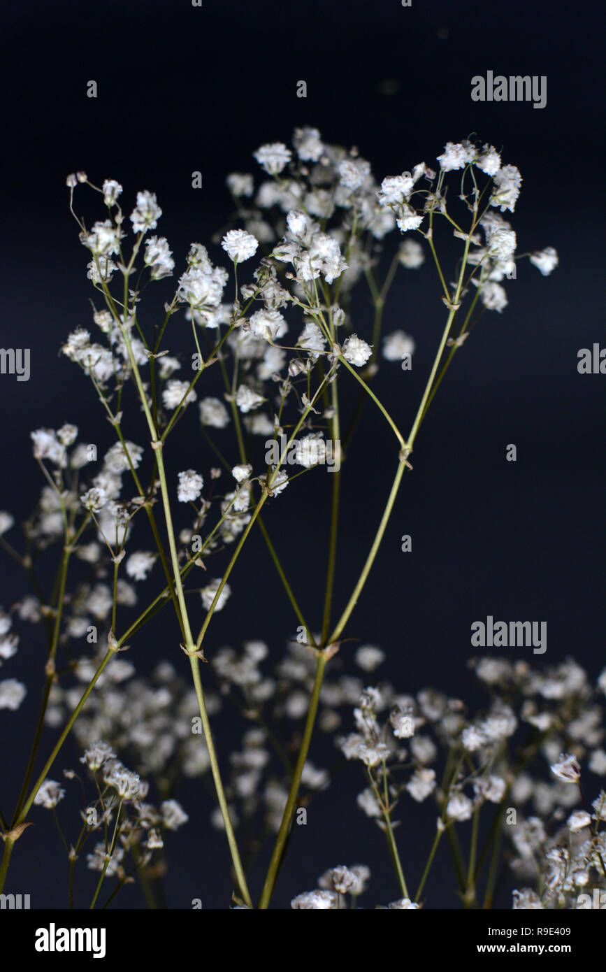 Gypsophila paniculata flower hi-res stock photography and images - Alamy